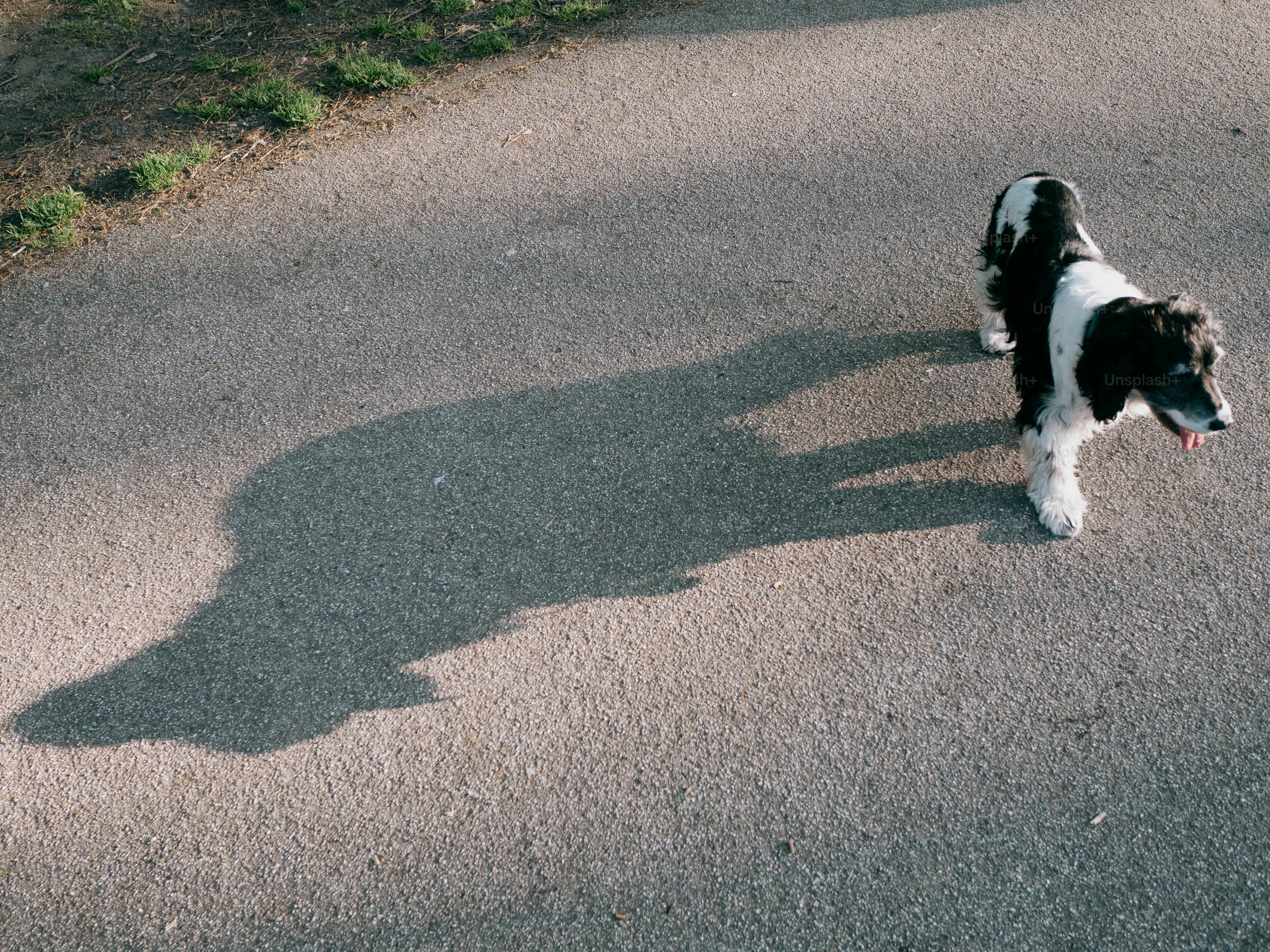 Un perro y su sombra en el pavimento. foto – Imagen de Perro en Unsplash