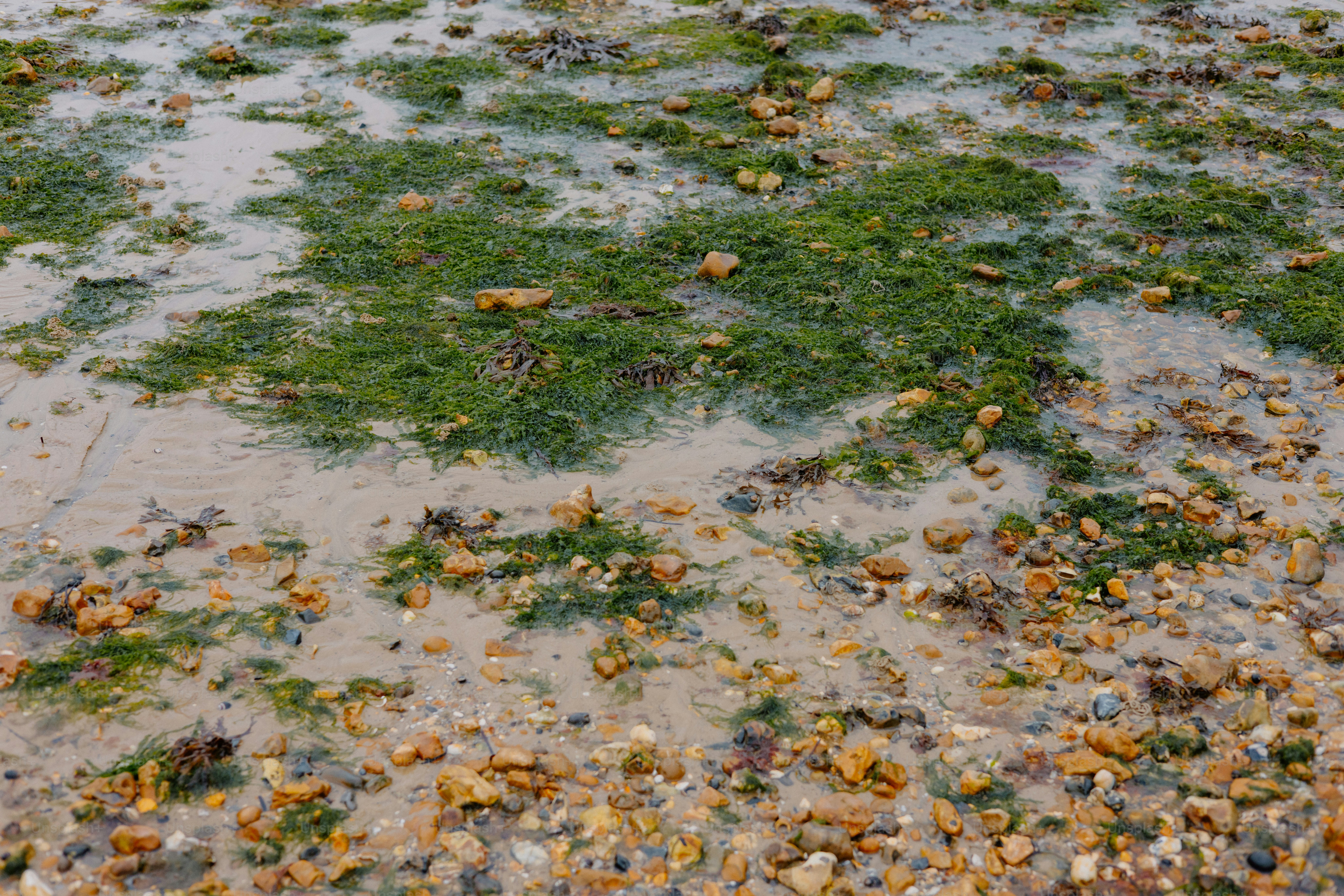 Foto Pantai berlumpur dan lautan yang tenang di hari yang mendung ...
