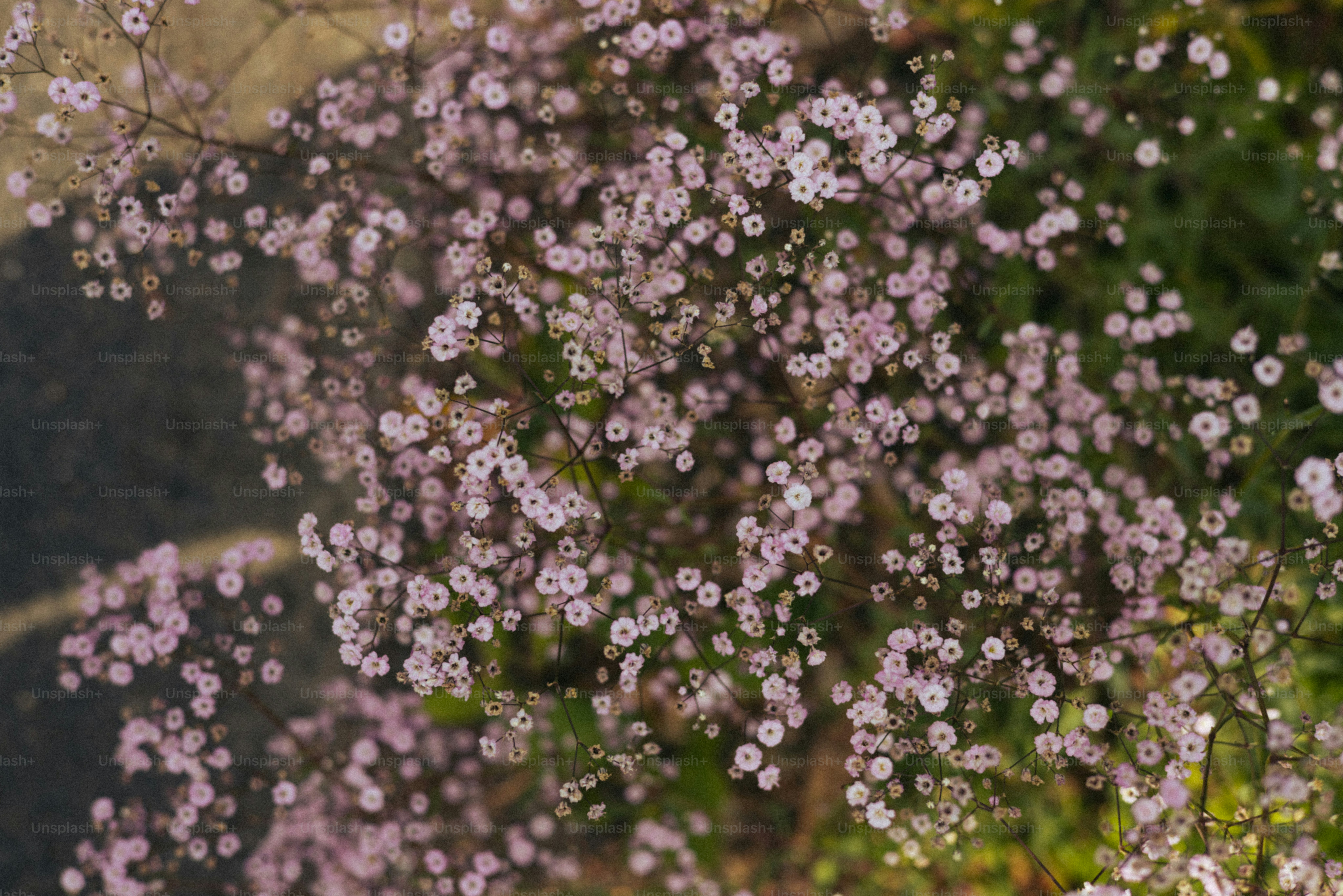 Delicate pink flowers bloom in abundance. photo – Flower Image on Unsplash