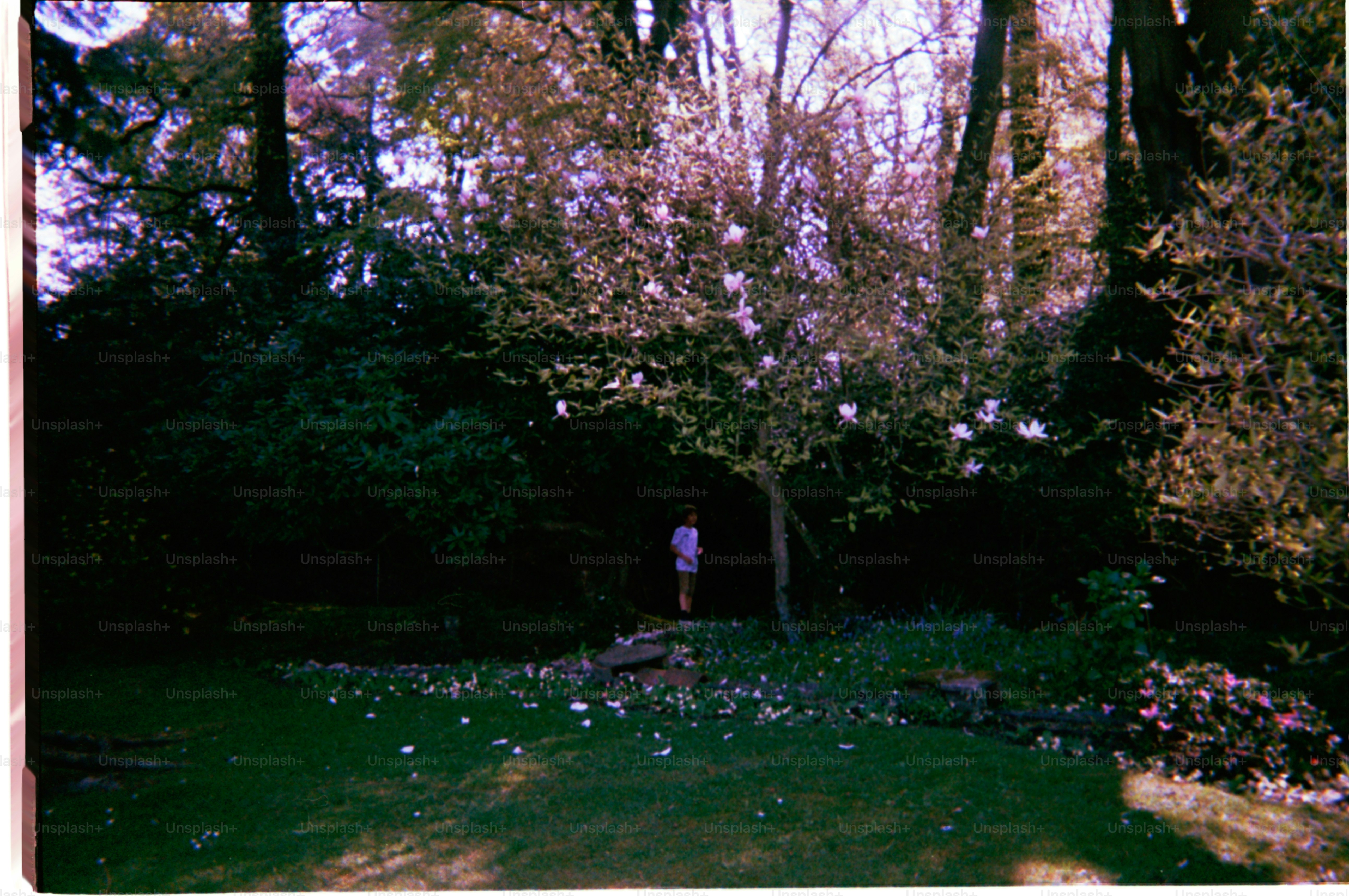 A person stands under a flowering tree. photo – Boy Image on Unsplash