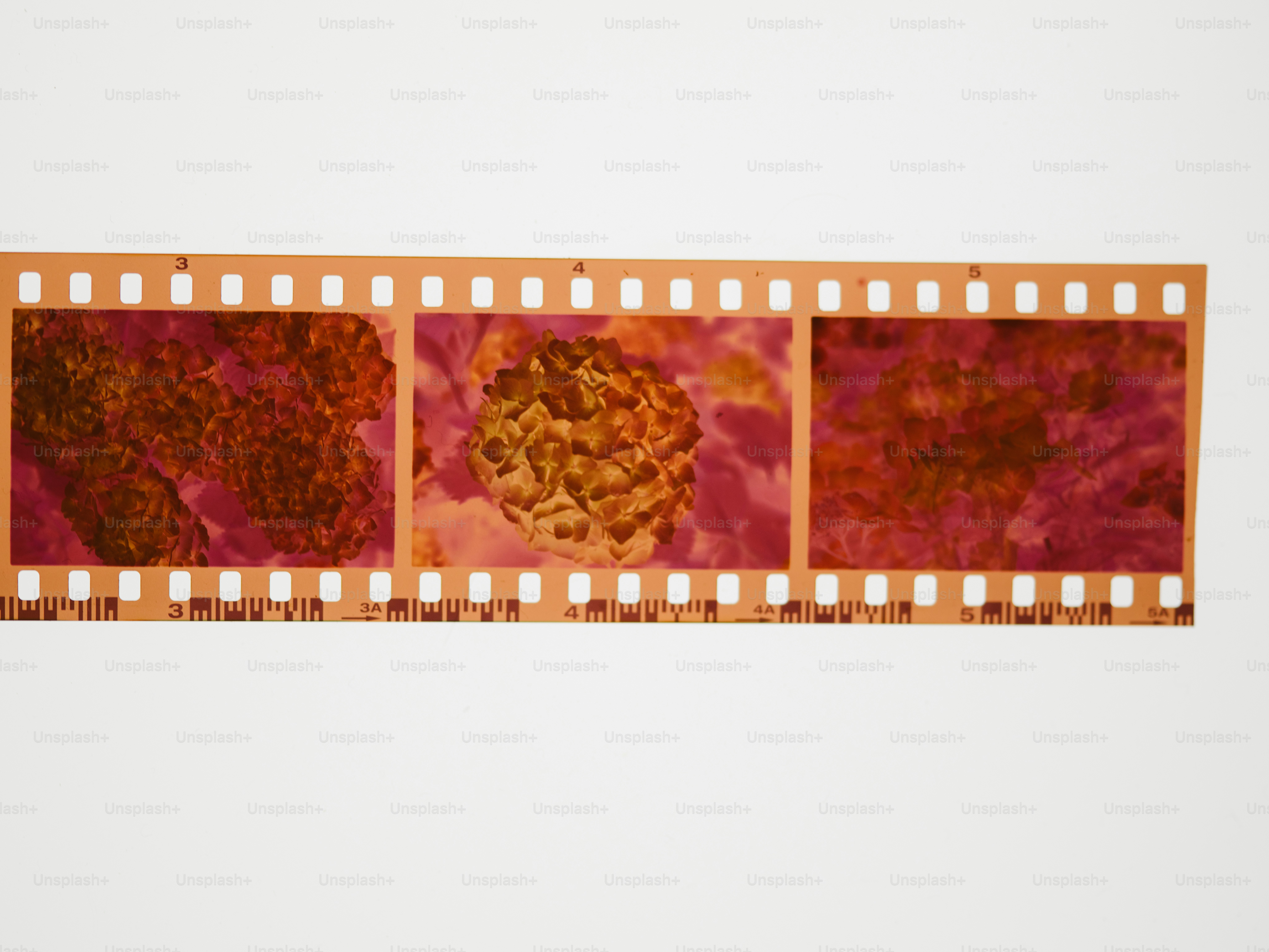 Film negative strip showing three images. photo – Image on Unsplash