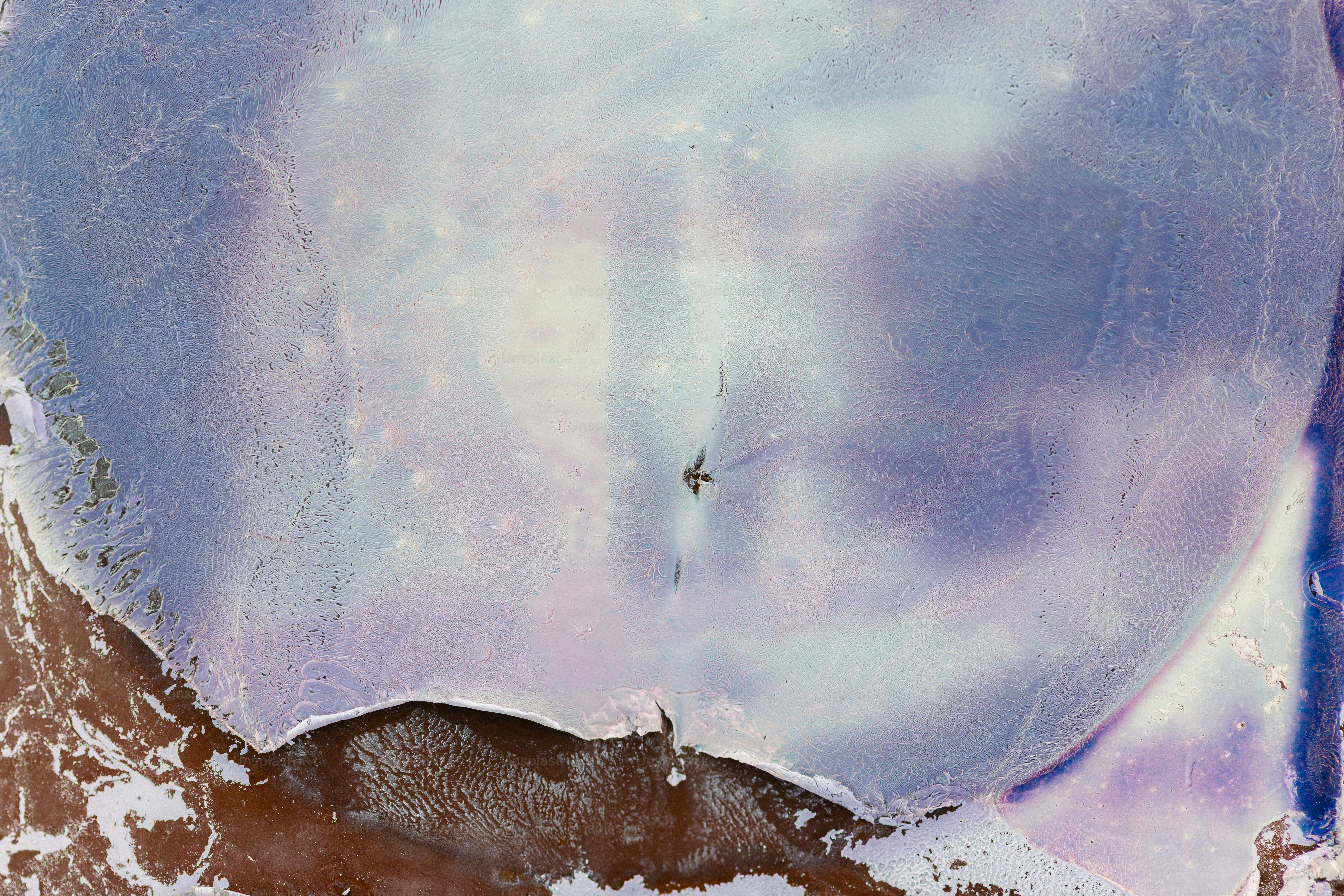 A bird flies over a frozen pond. photo – Wallpaper Image on Unsplash