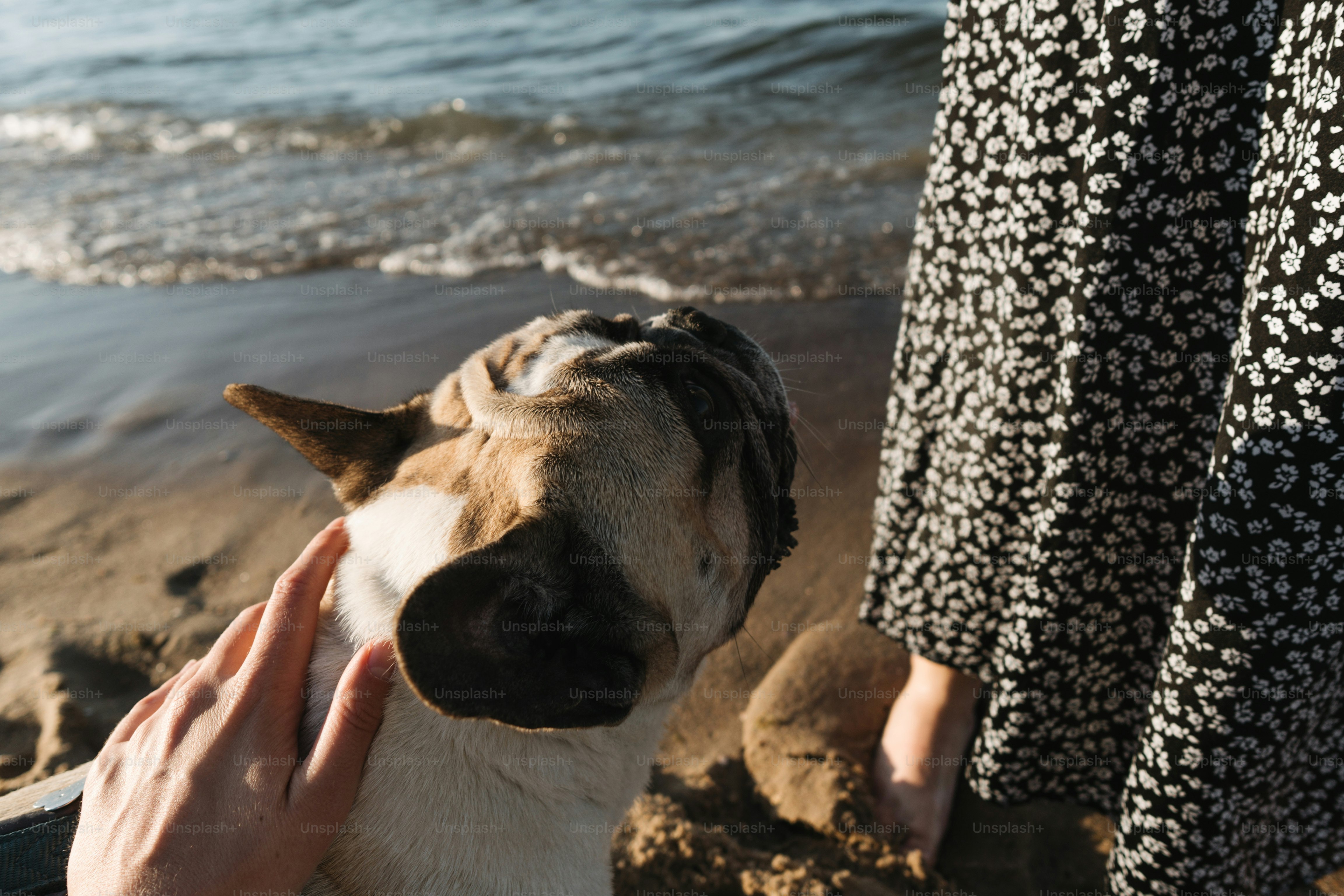 Person pets a dog on a sandy beach. photo – Beach Image on Unsplash