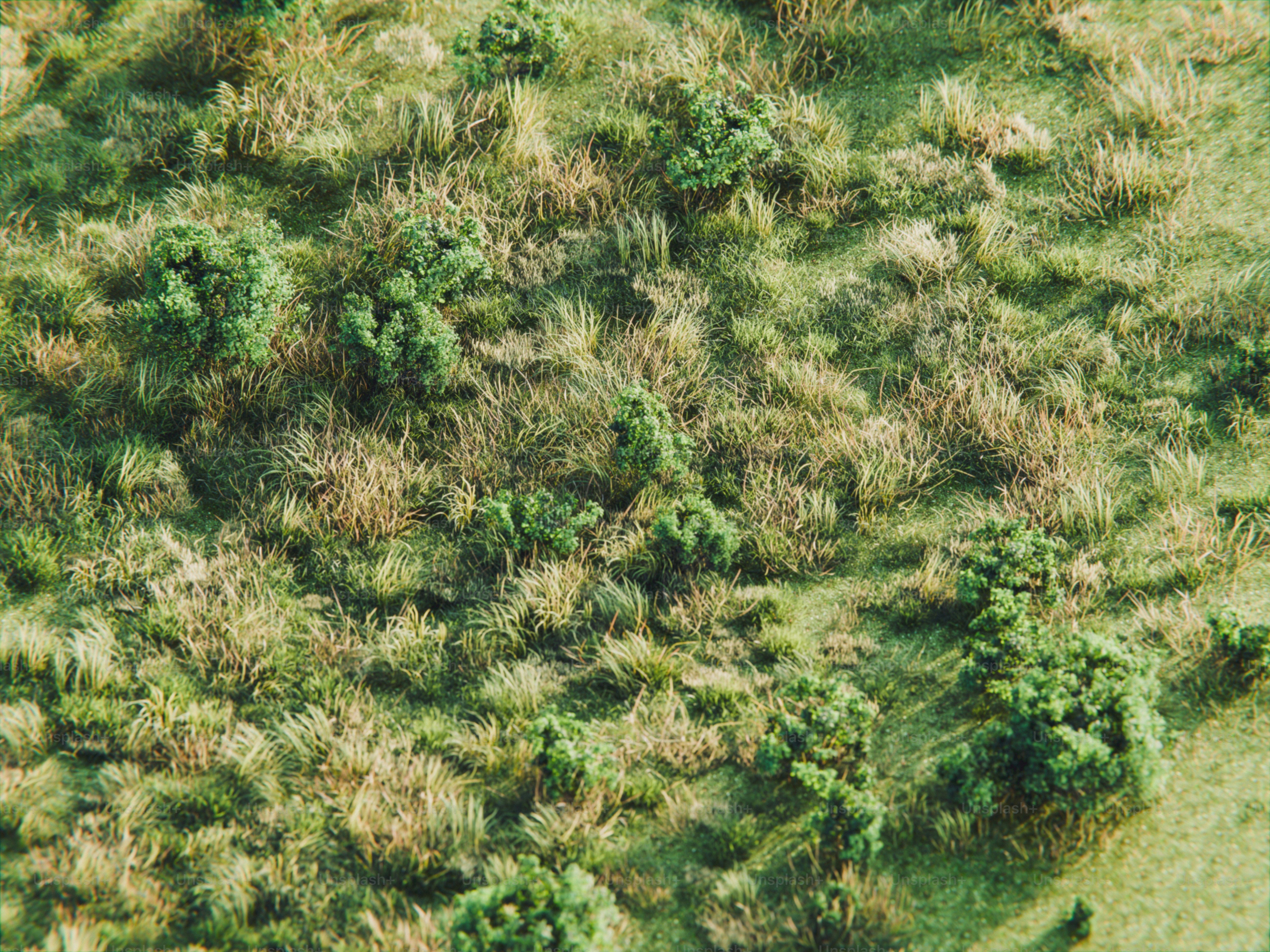 Grassy hillside with various types of plants. photo – Earth Image on ...