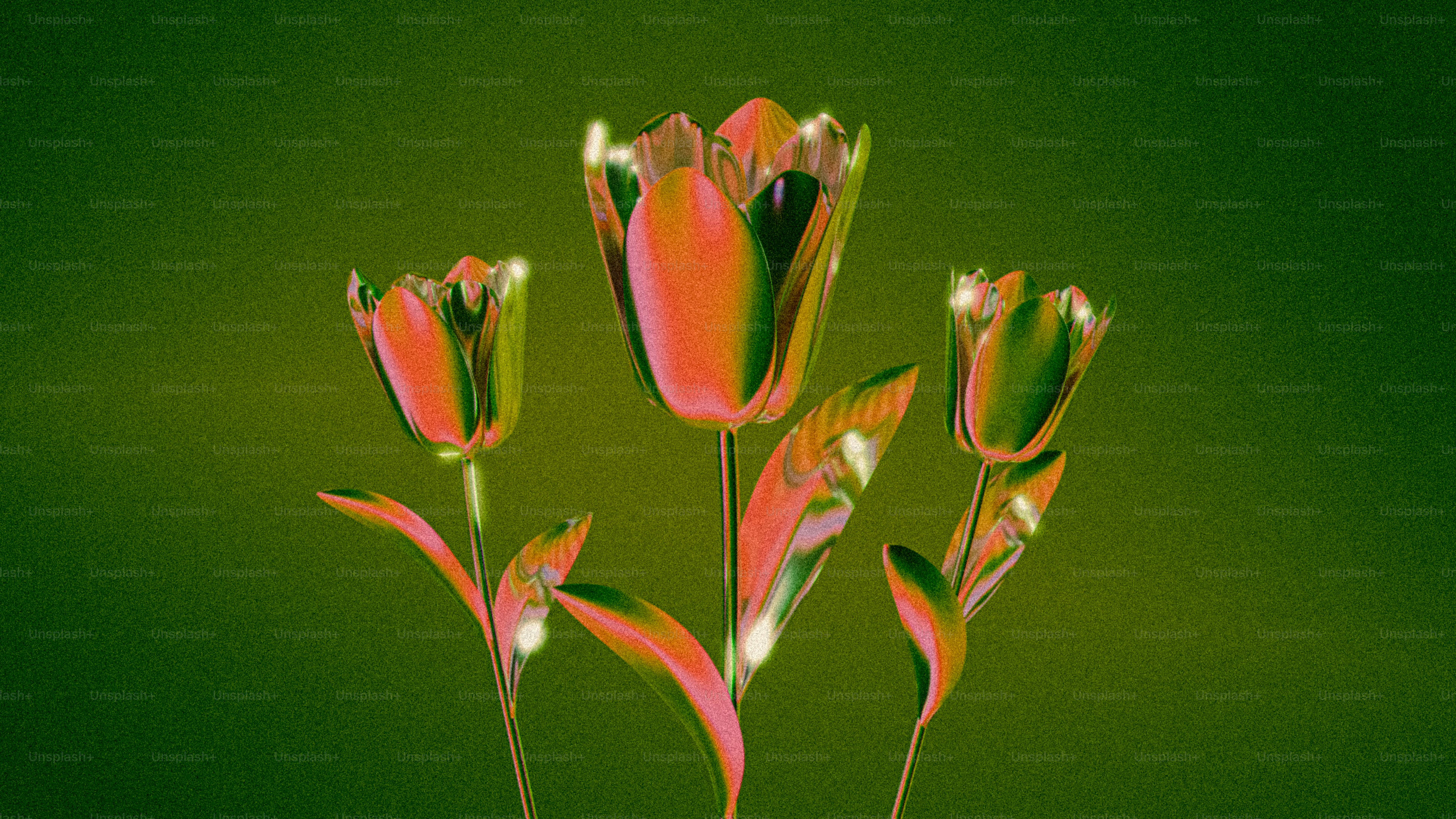 Glowing tulips against a green background. photo – Wallpaper Image on ...