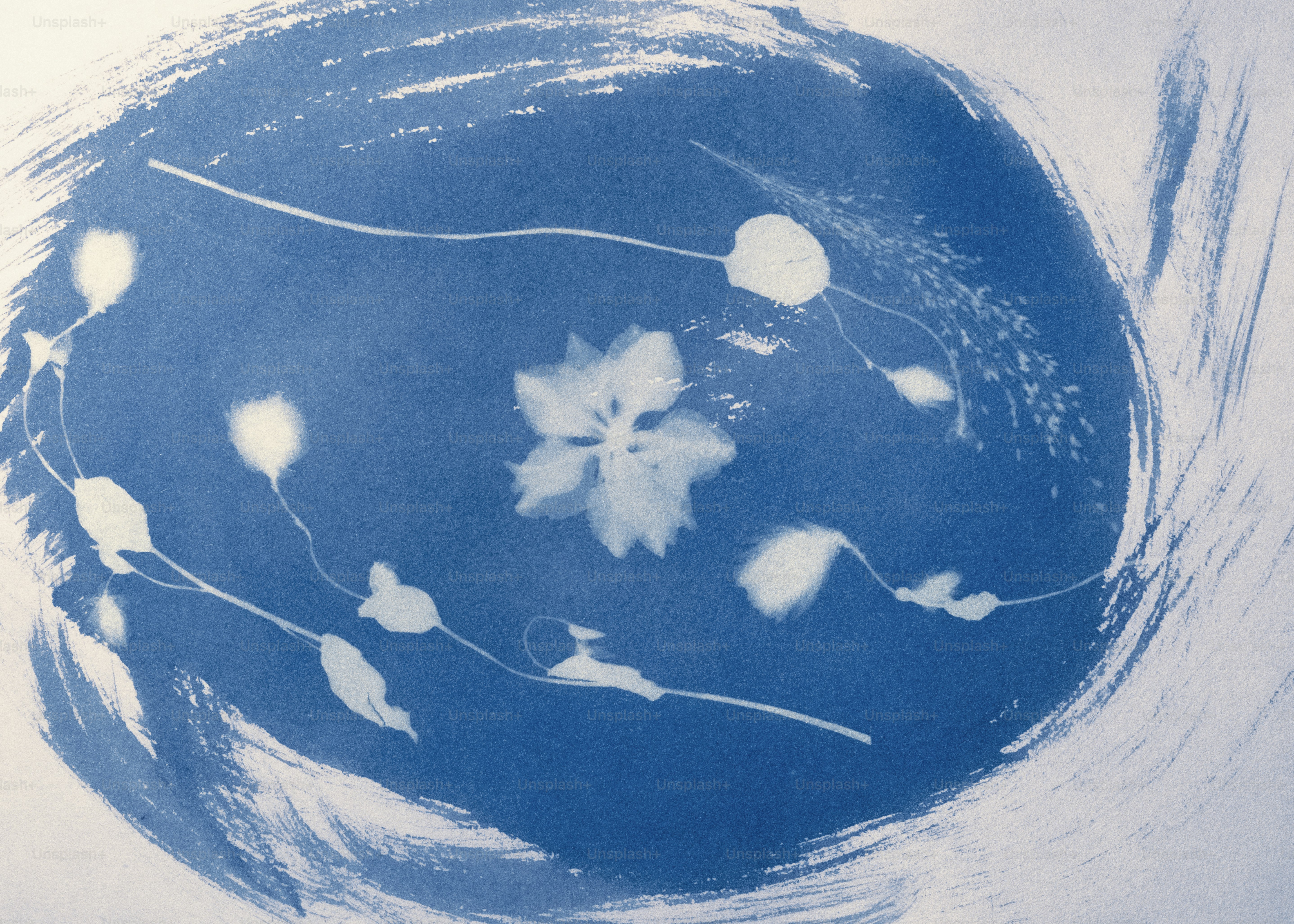 Cyanotype print of various plants and leaves. photo – Cyanotype Image ...