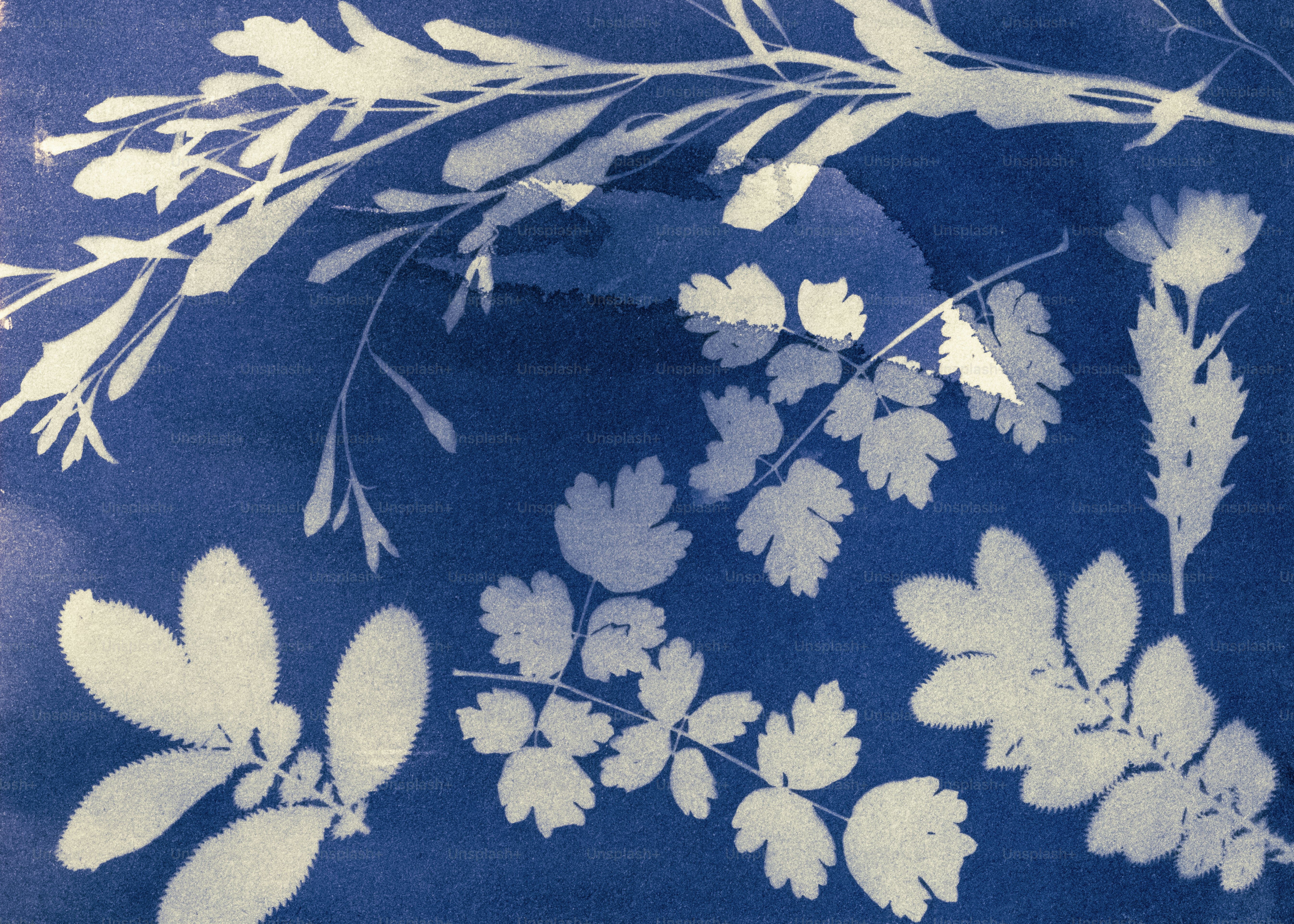 Cyanotype print of various plants and leaves. photo – Cyanotype Image ...
