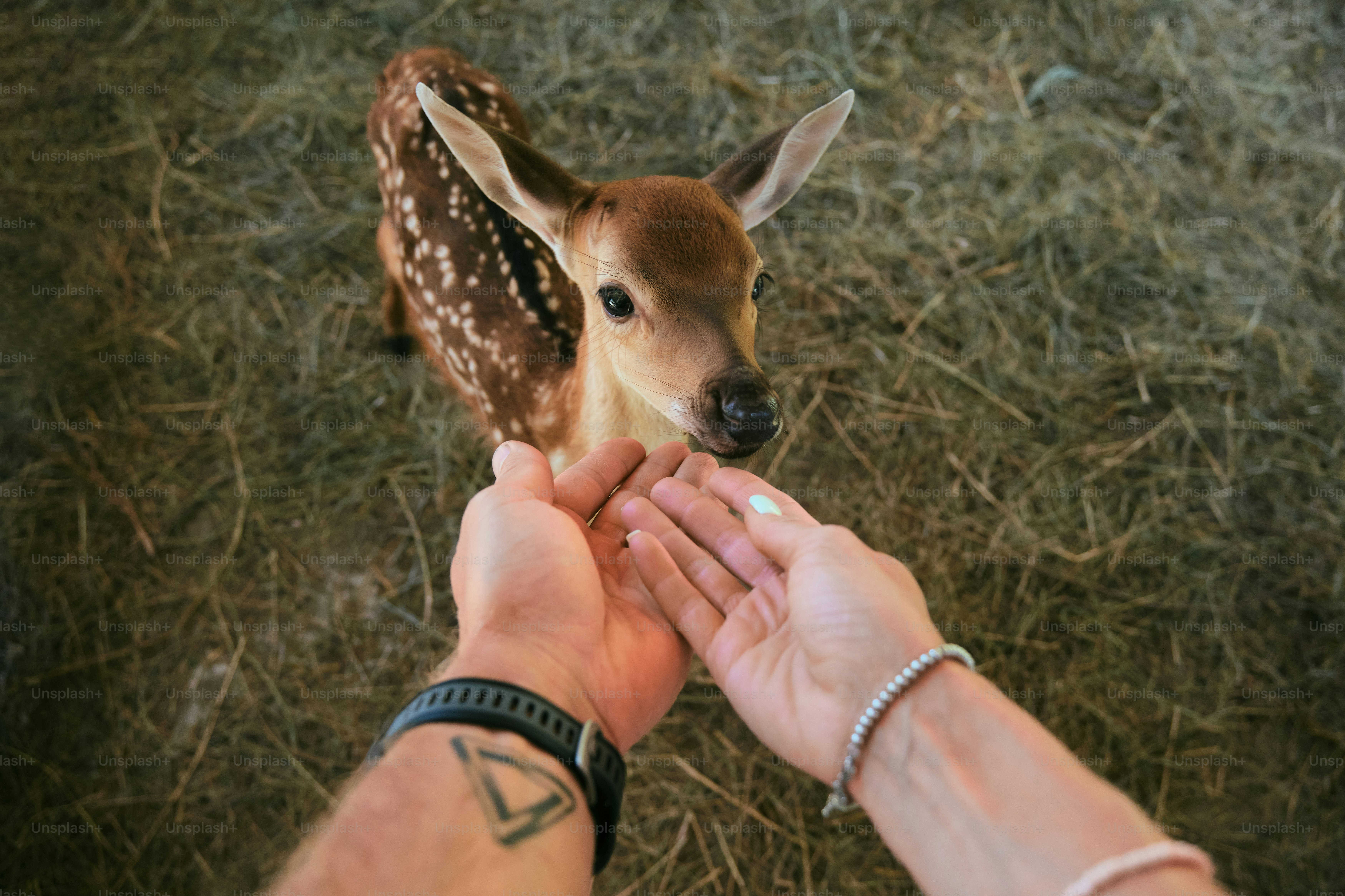 A fawn is being fed by human hands. photo – Summer Image on Unsplash