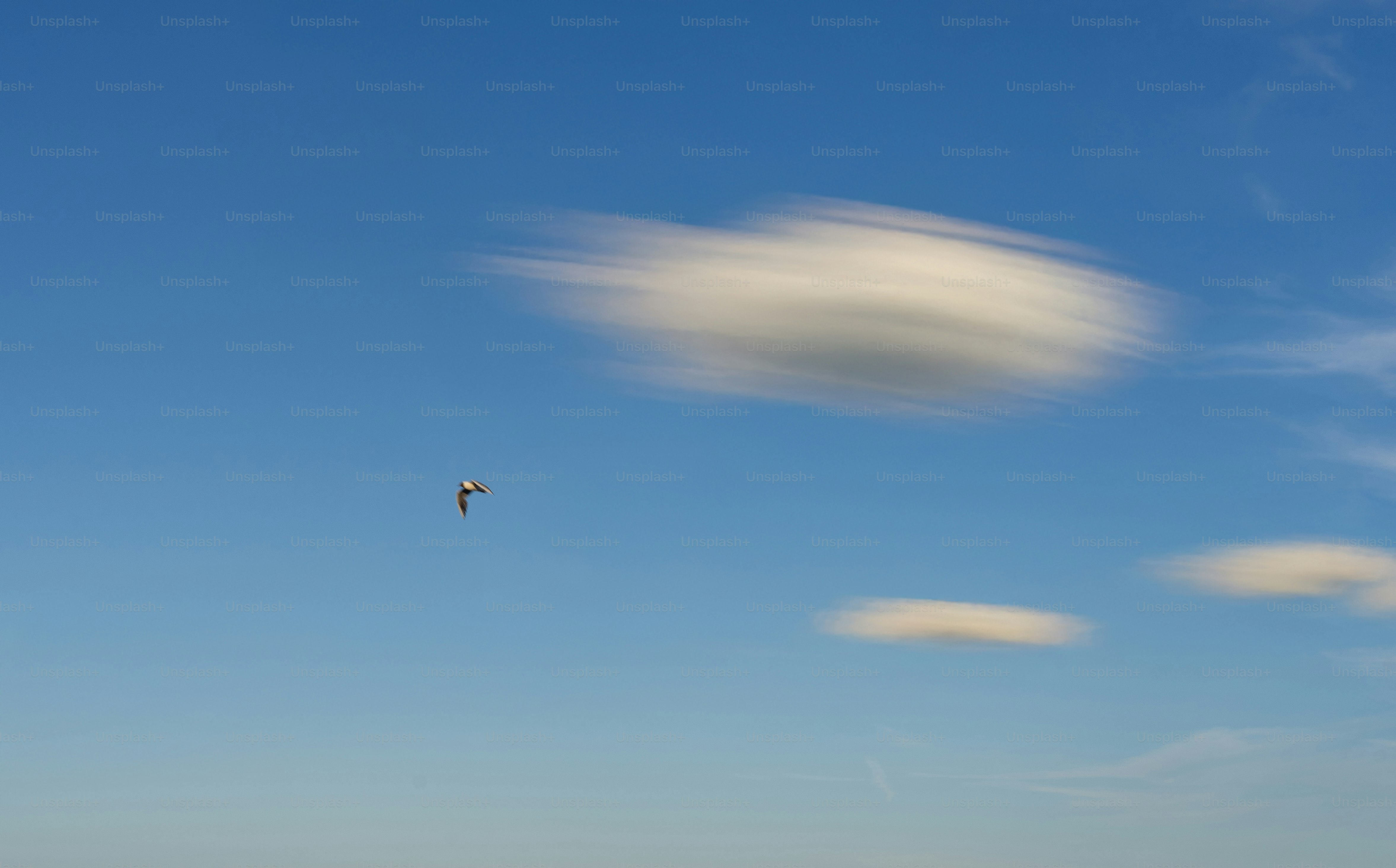 A bird flies past clouds in the blue sky. photo – Clouds Image on Unsplash