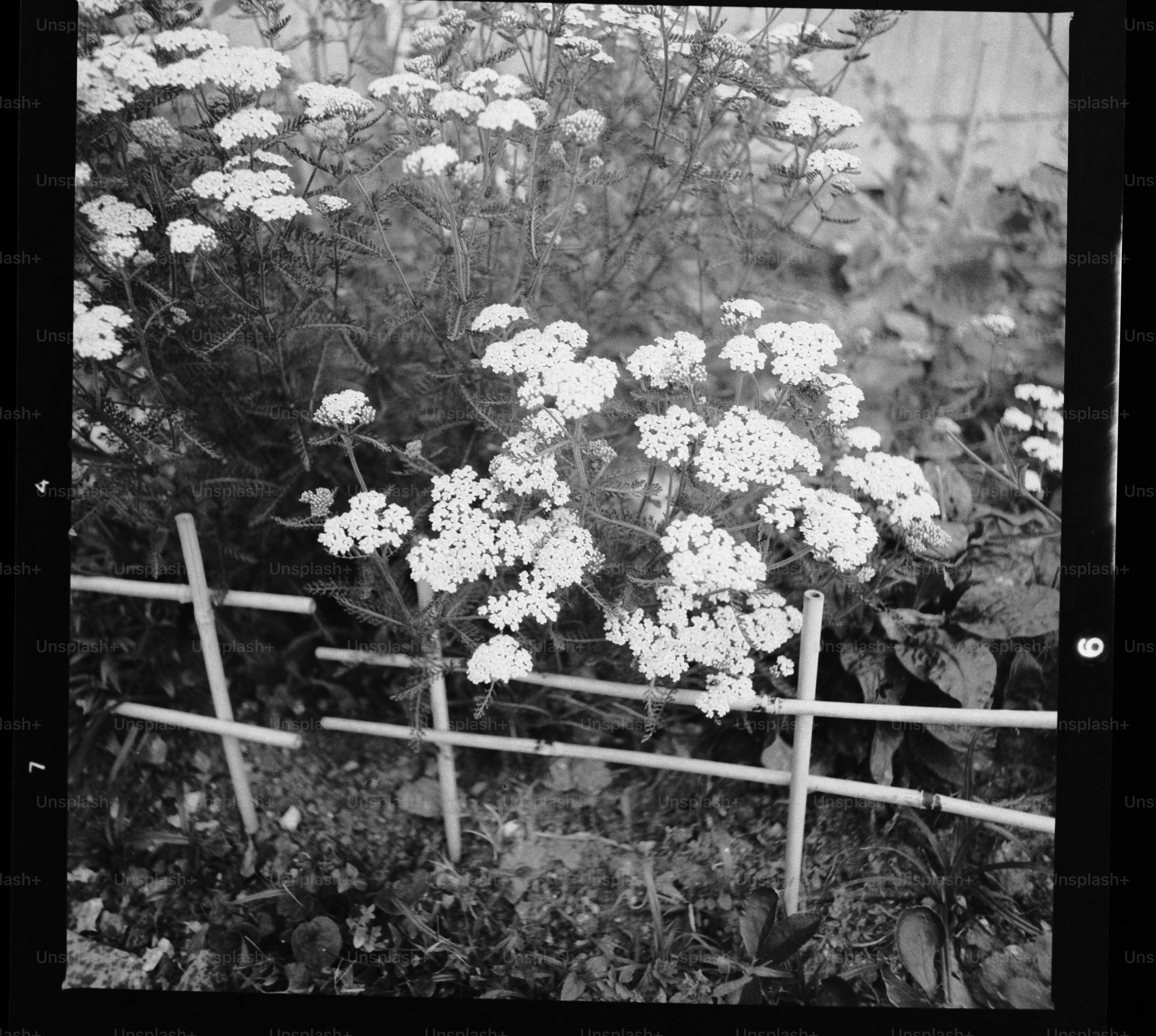A shadowy figure silhouetted indoors. photo – Film photography Image on ...