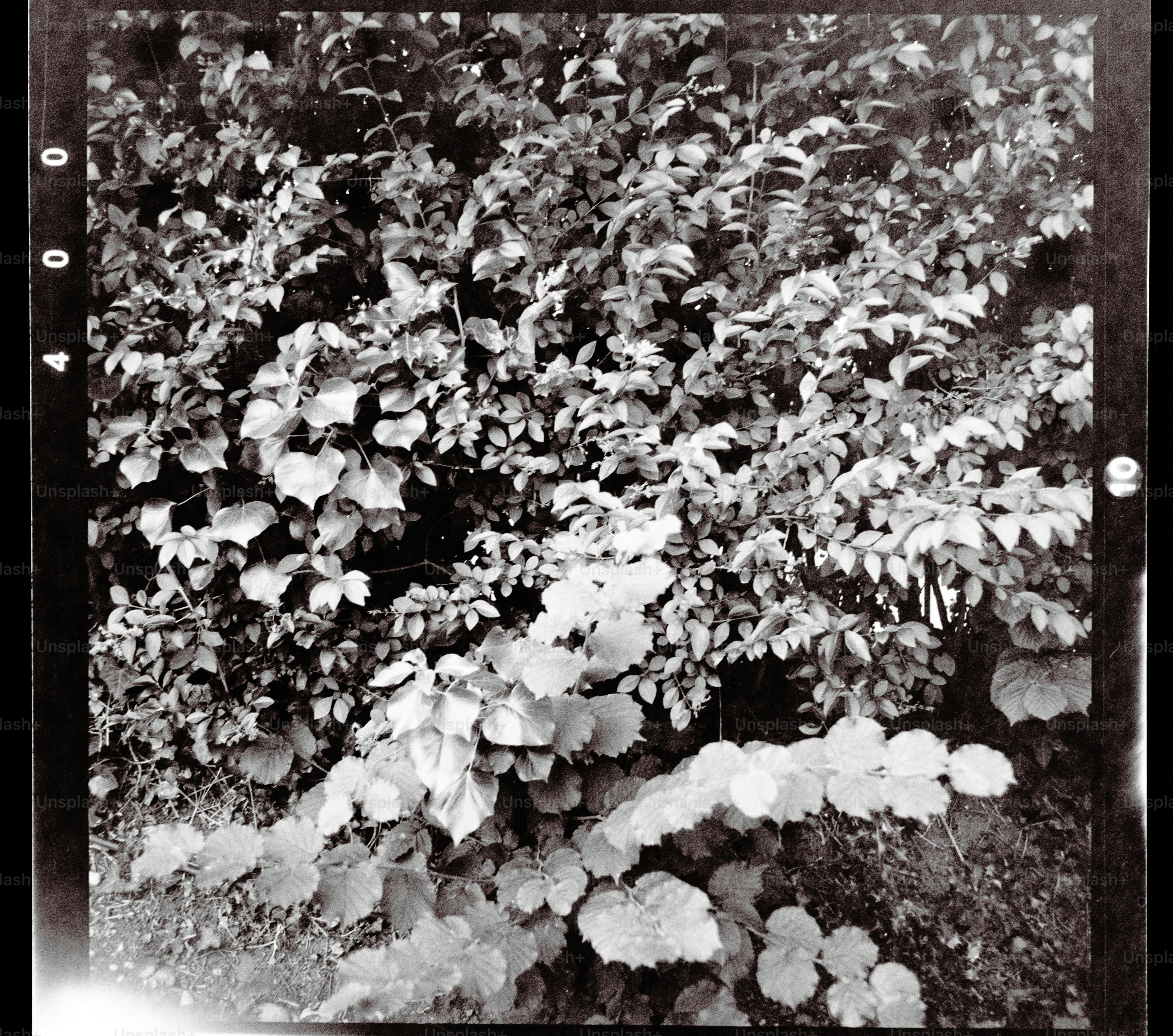 Lush foliage is seen in a grayscale photo. photo – Leaves Image on Unsplash