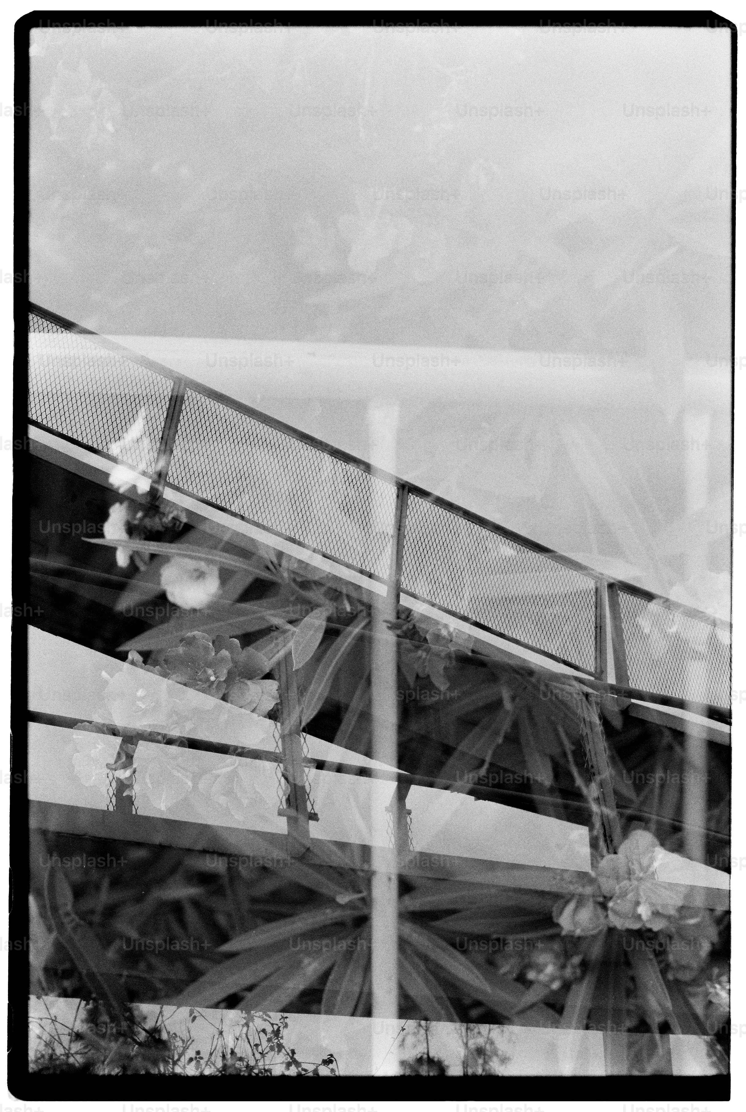 Flowers and railing are captured in a hazy black and white photo. photo ...