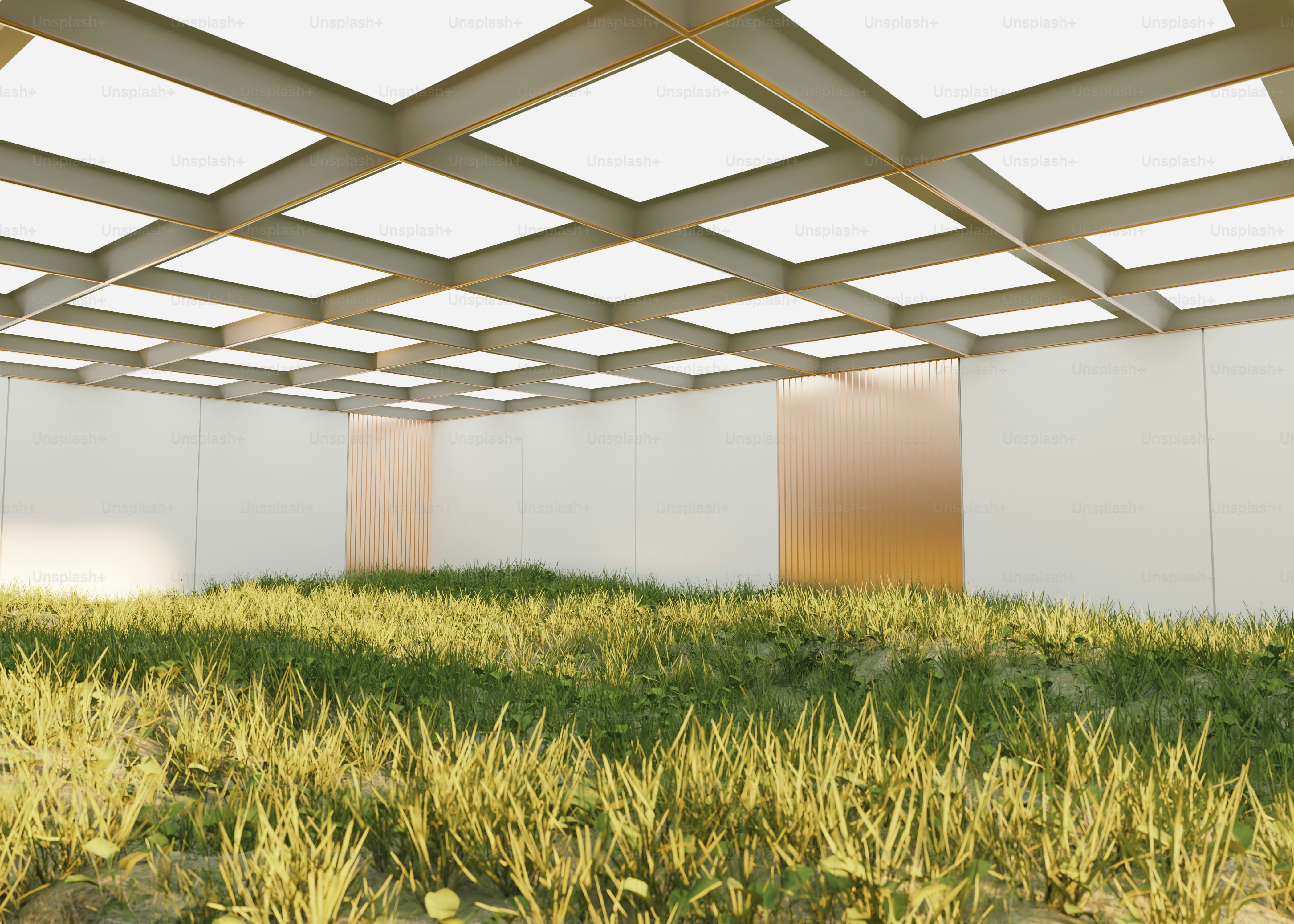 Grass grows inside a white-walled structure with grid ceiling. photo ...