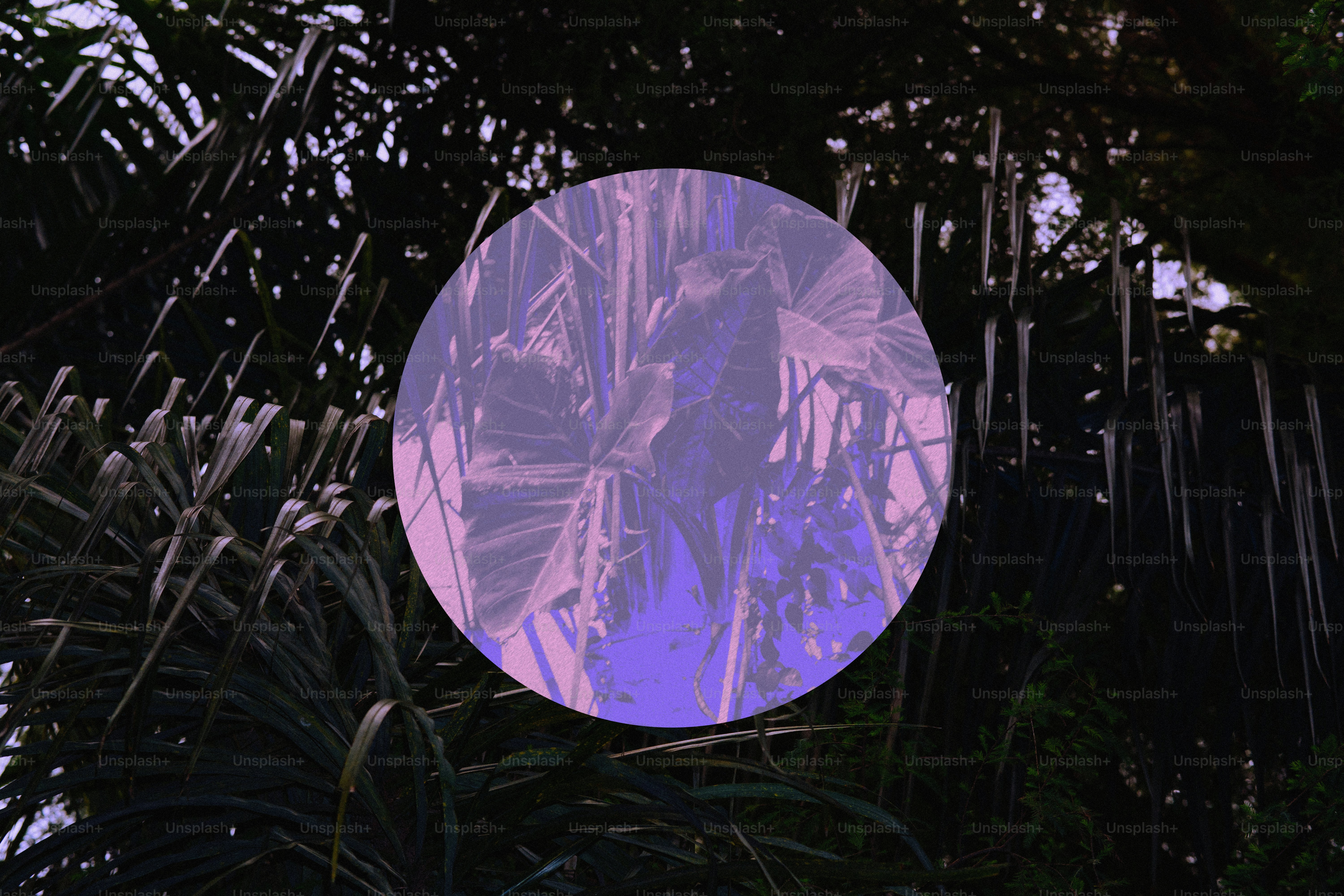 A circular reflection in nature's foliage. photo – Wallpaper Image on ...