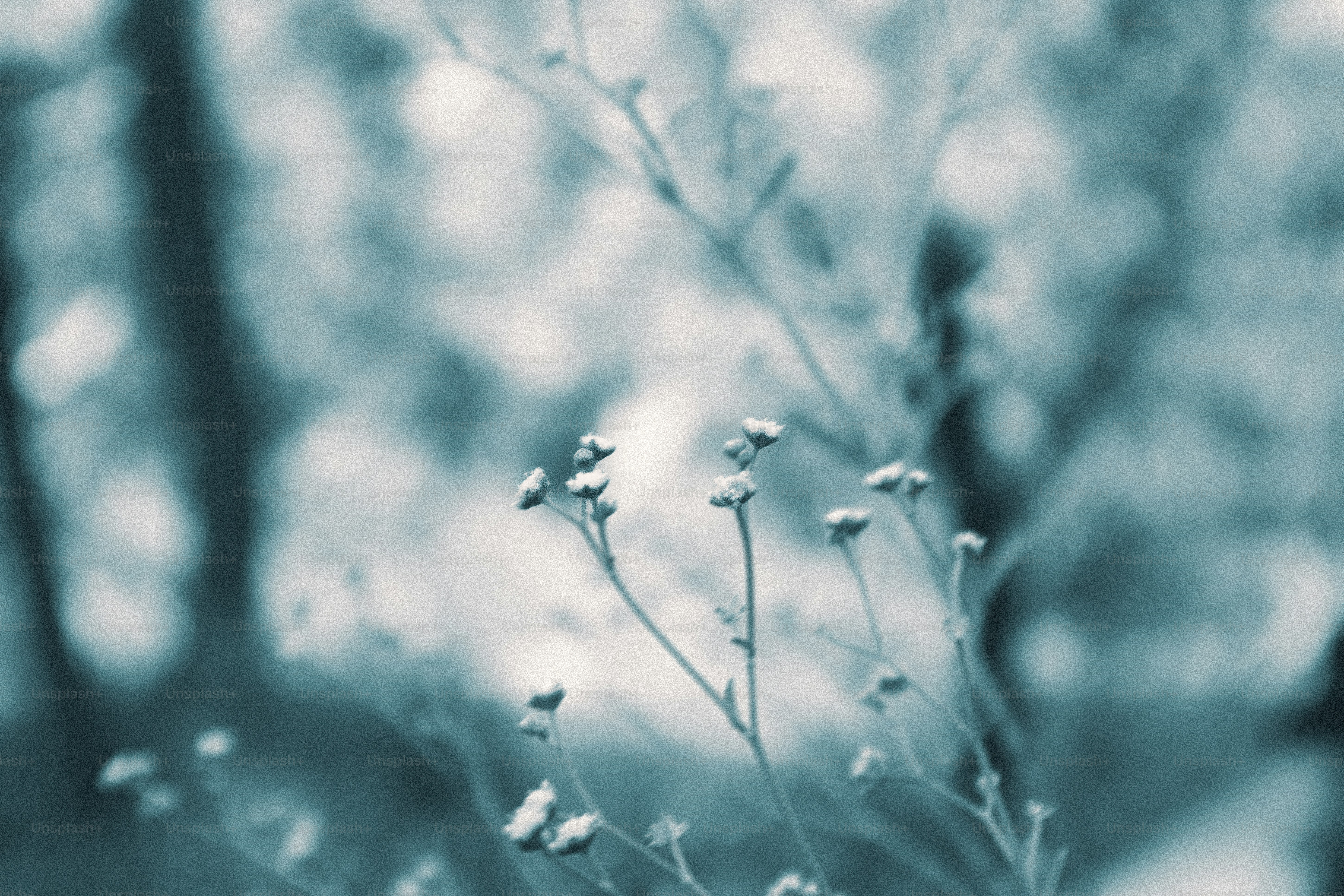 Delicate wildflowers in cool, muted tones. photo – Wallpaper Image on ...