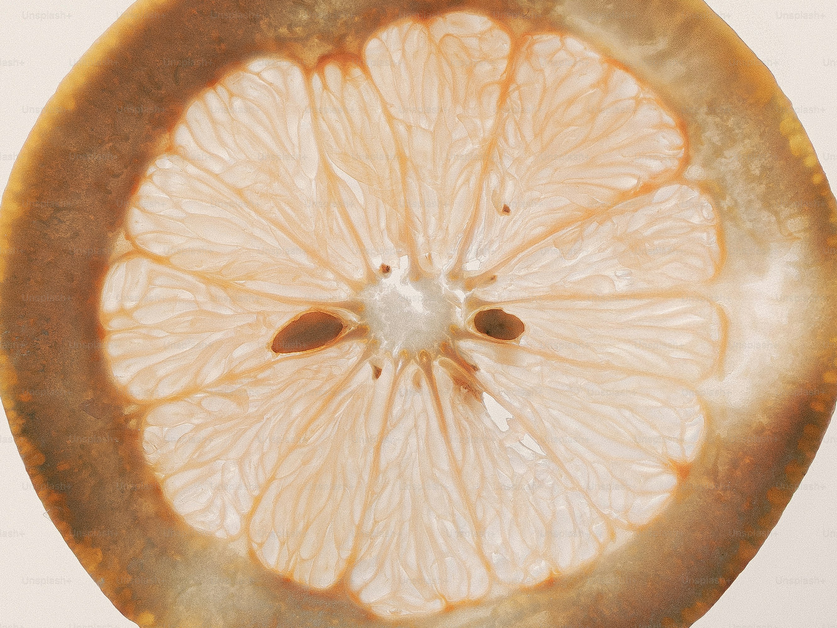A close-up view of a citrus fruit slice. photo – Minimalist Image on ...