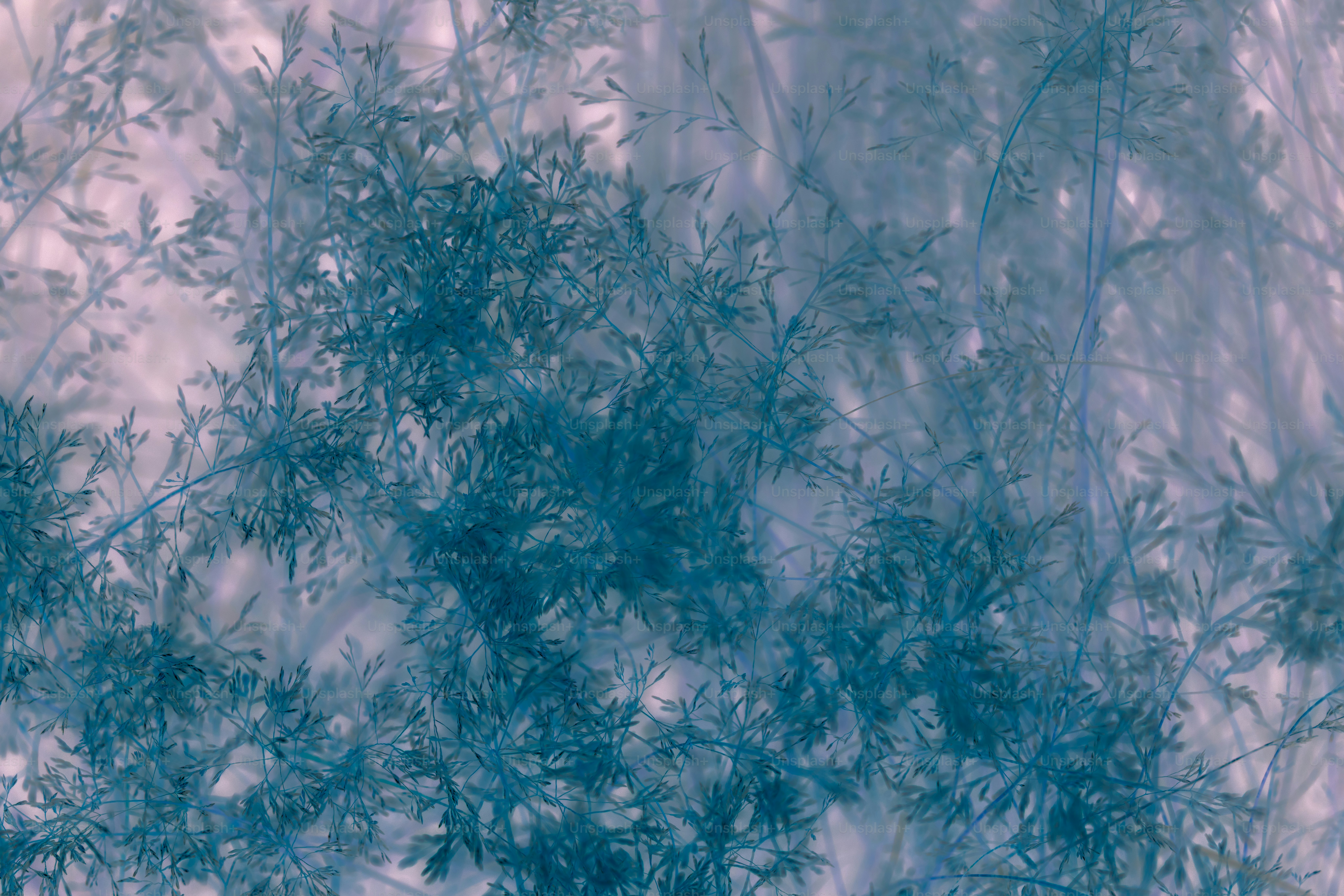 Fungal growth or mold. photo – Abstract Image on Unsplash