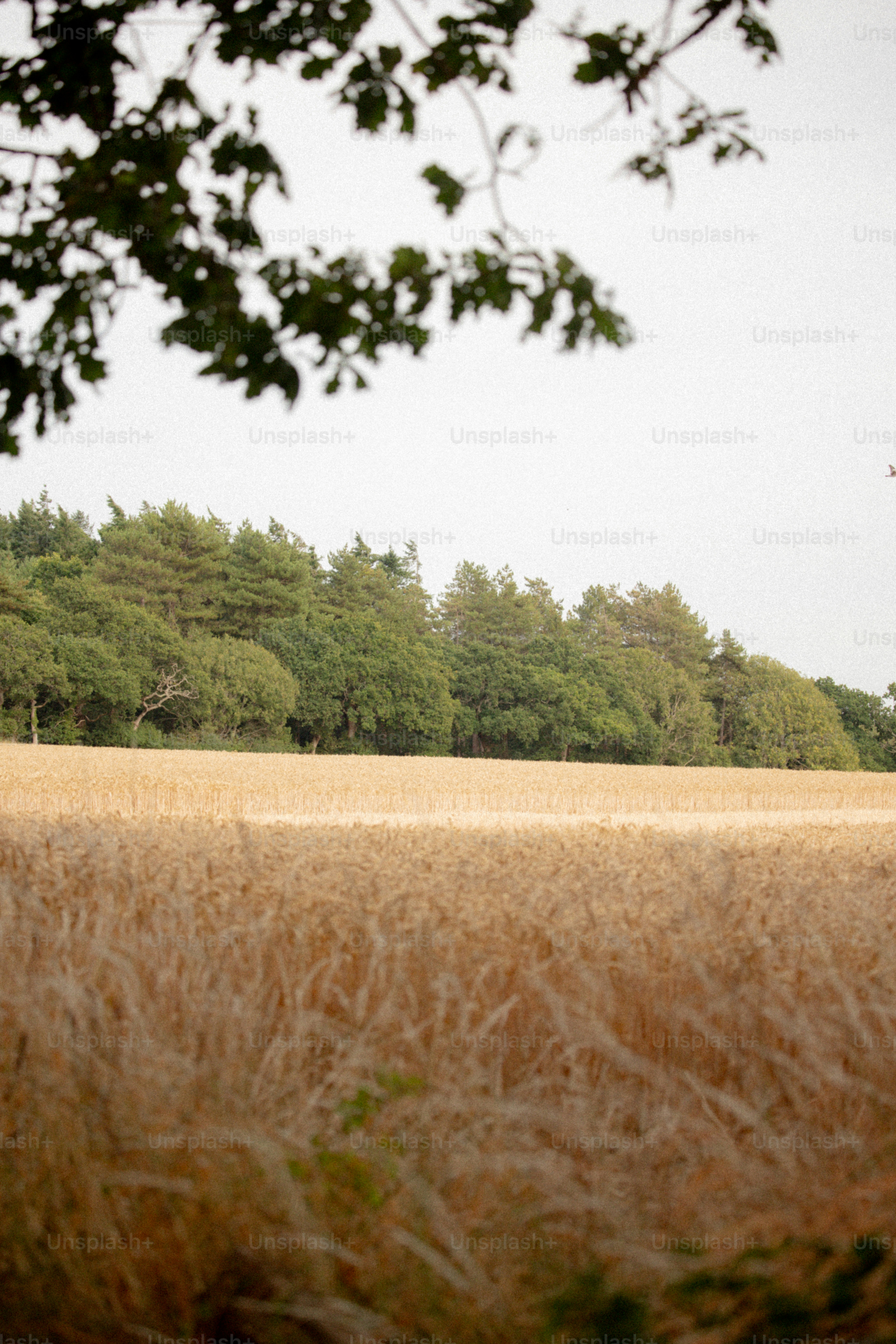 Wheat field stretches toward a treeline on a cloudy day. photo – Summer ...
