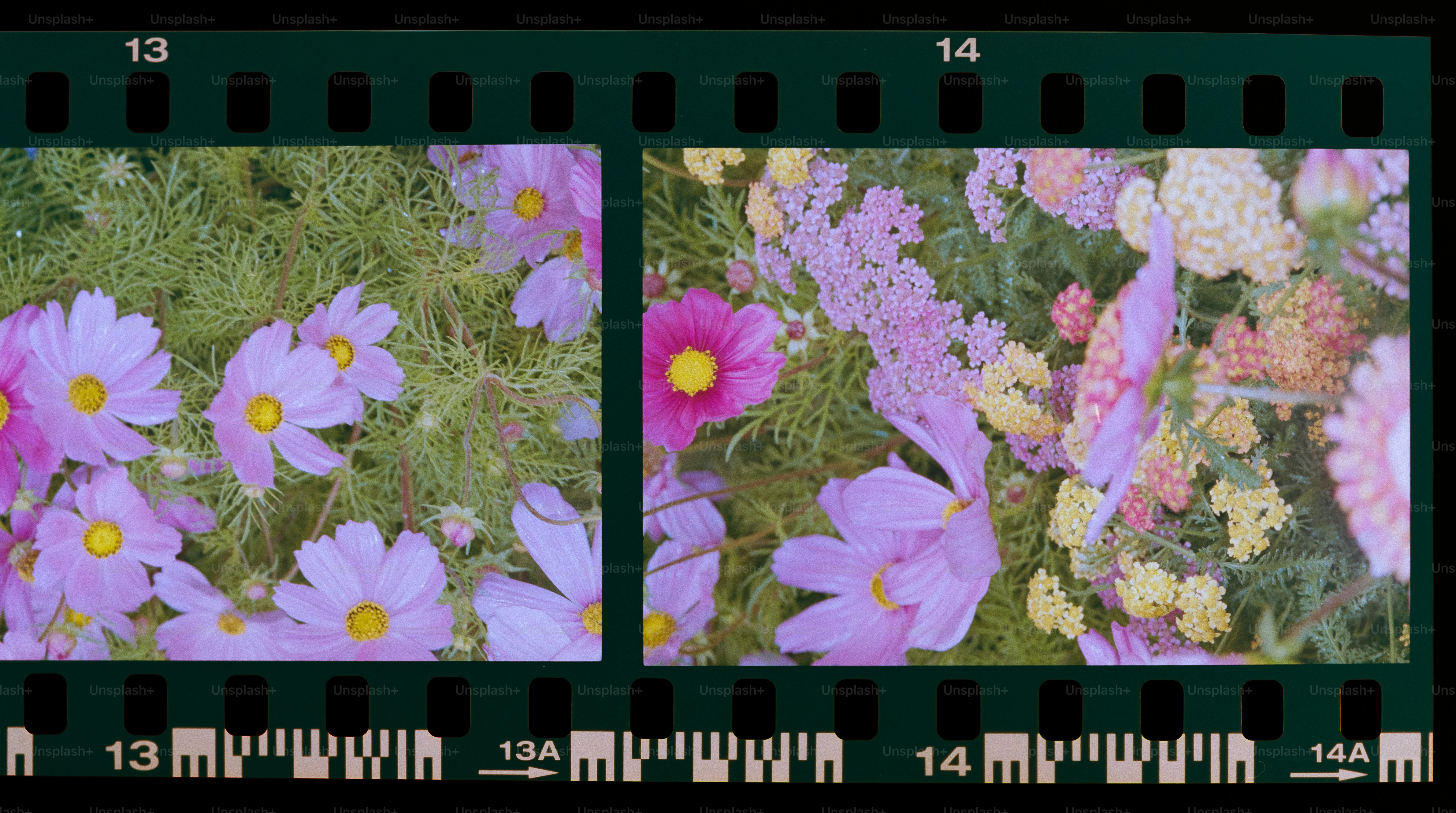 Les fleurs remplissent les bandes de film de couleurs vives. photo ...