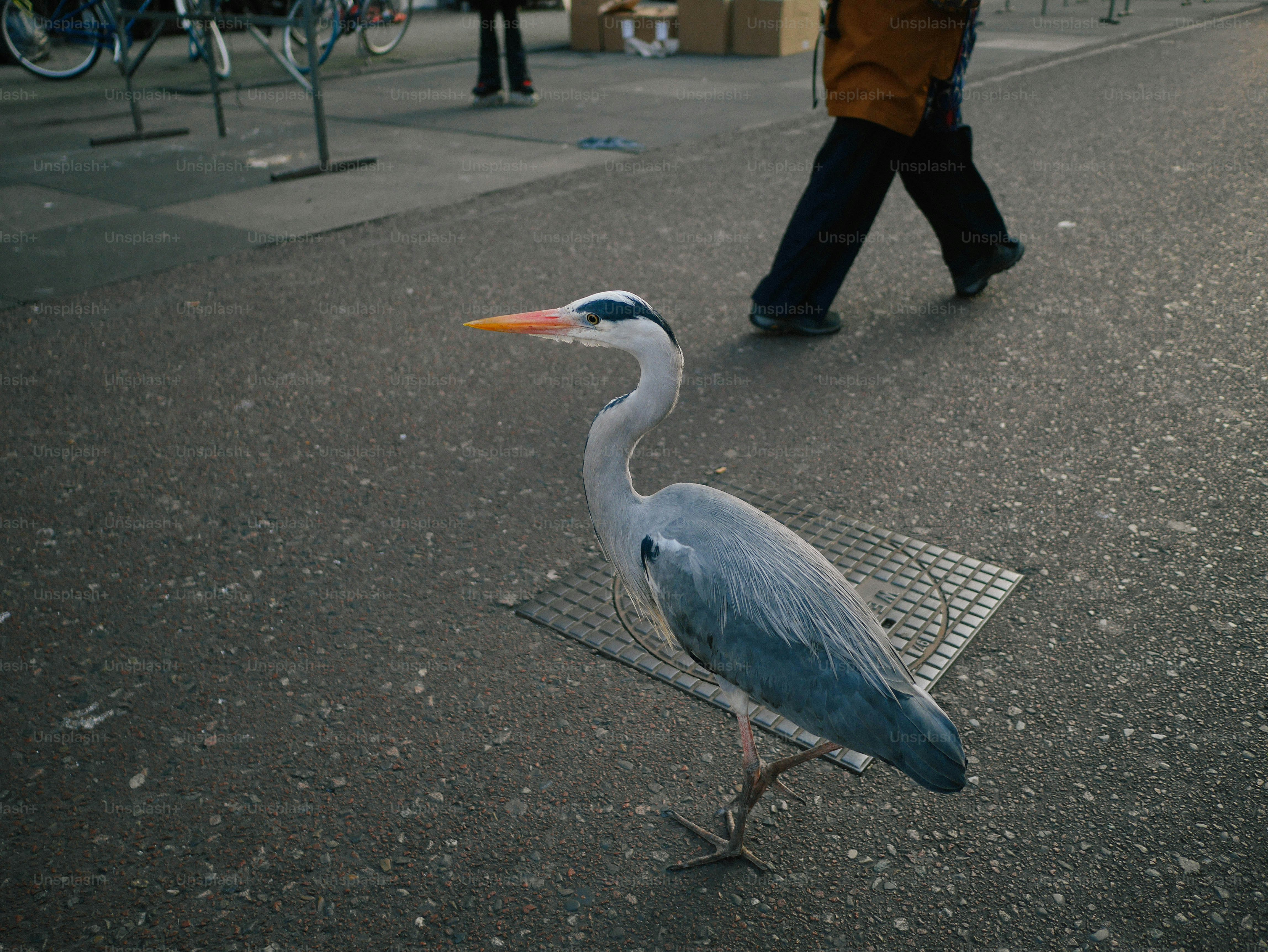 Des roses trémières roses fleurissent contre un mur de briques. photo ...