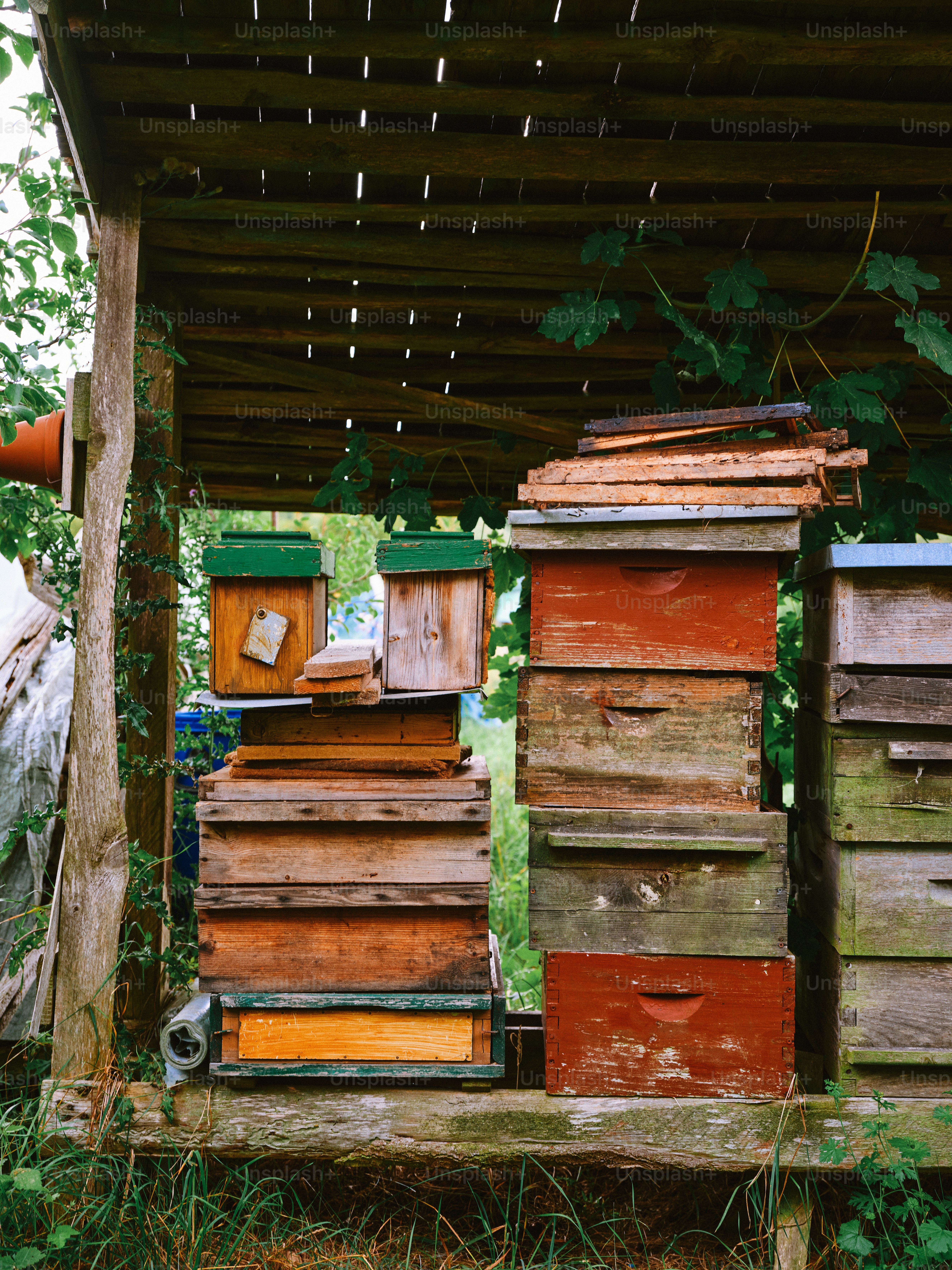Beehive components are shown open. photo – Honey Image on Unsplash