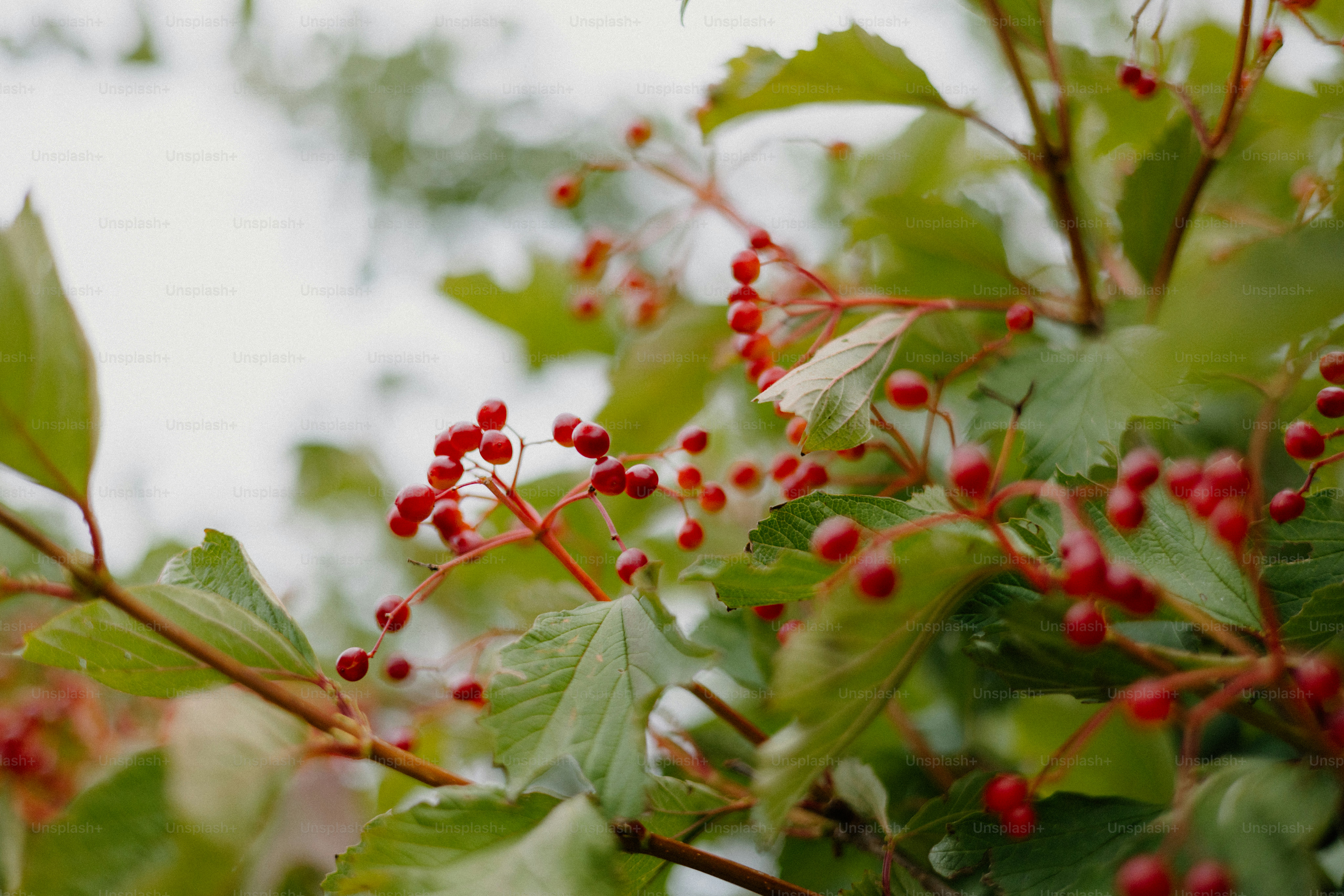 Red berries and green leaves are shown on a bush. photo – Berries Image ...