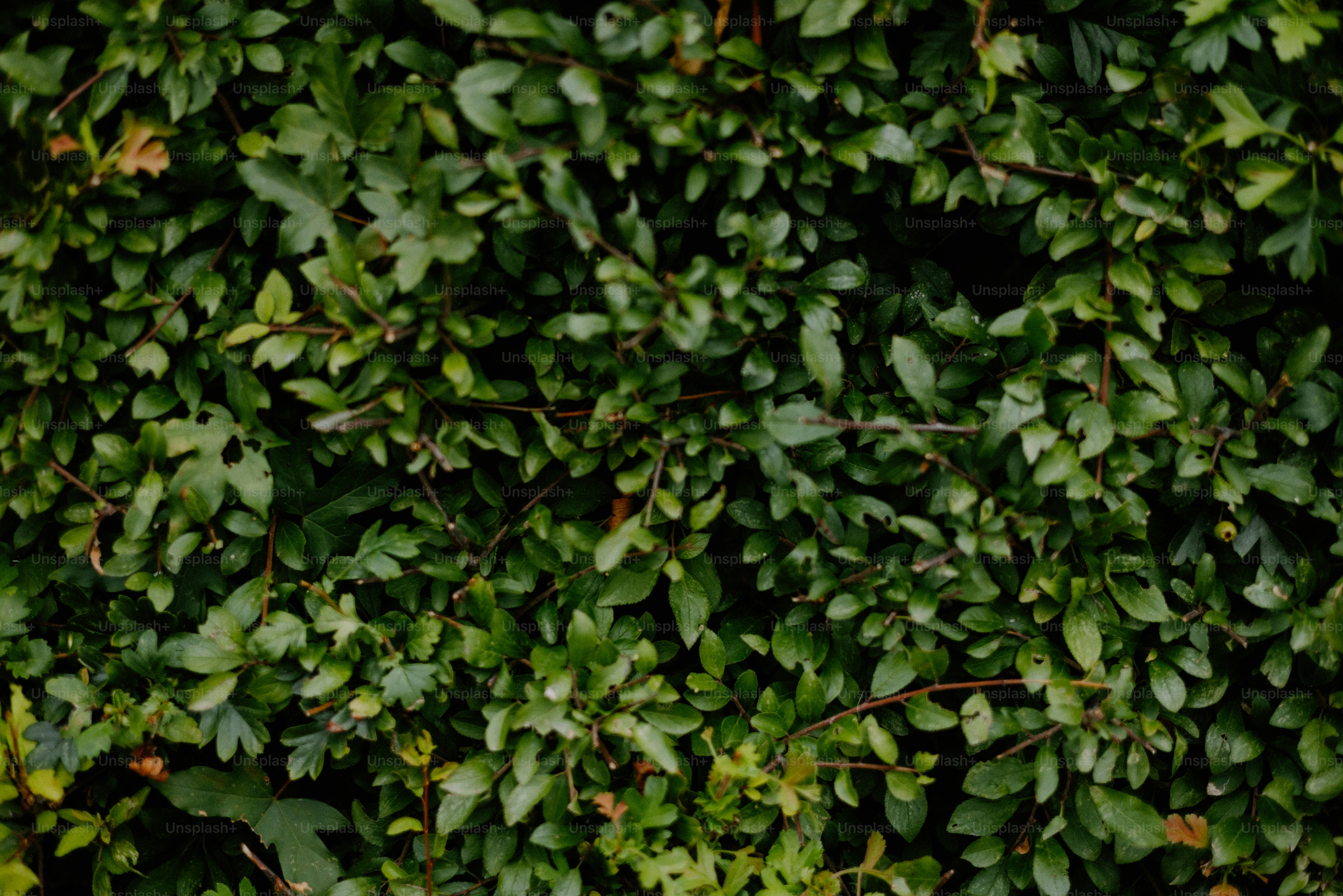 Dense foliage covers the frame. photo – Leaves Image on Unsplash