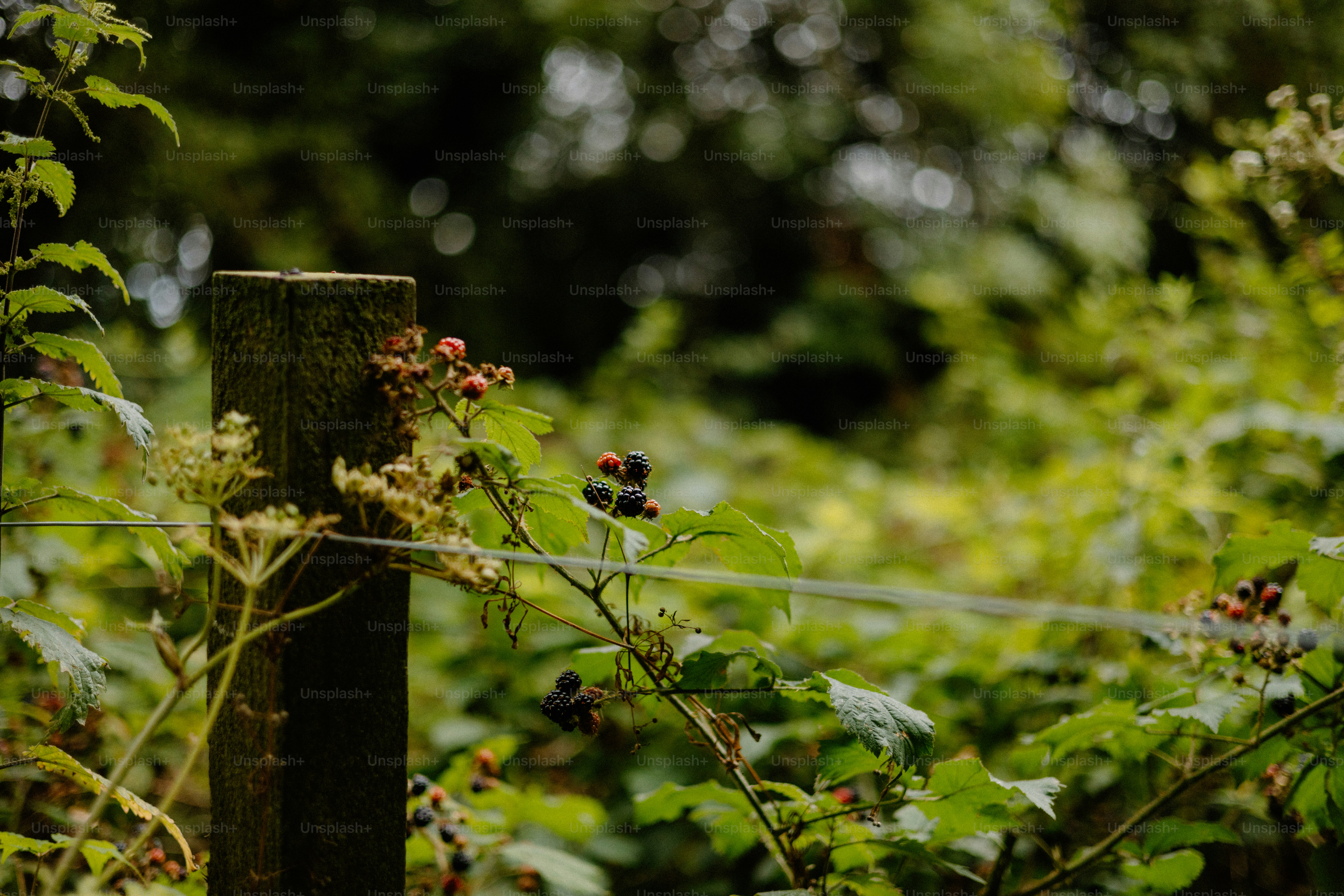 A wooden fence post with nature around it. photo – Countryside Image on ...
