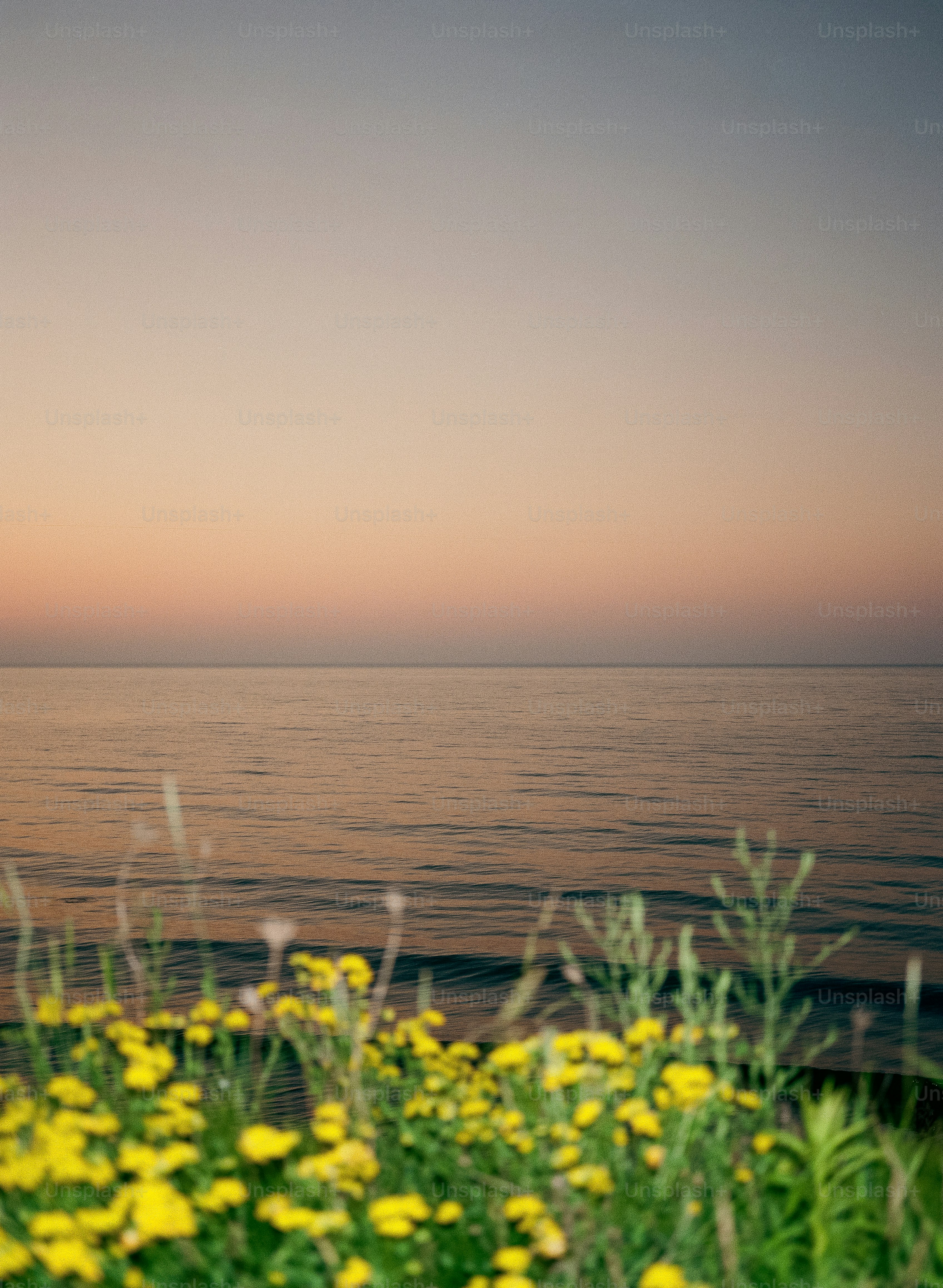 Flowers frame the calm sea and a sunset sky. photo – Horizon Image on ...
