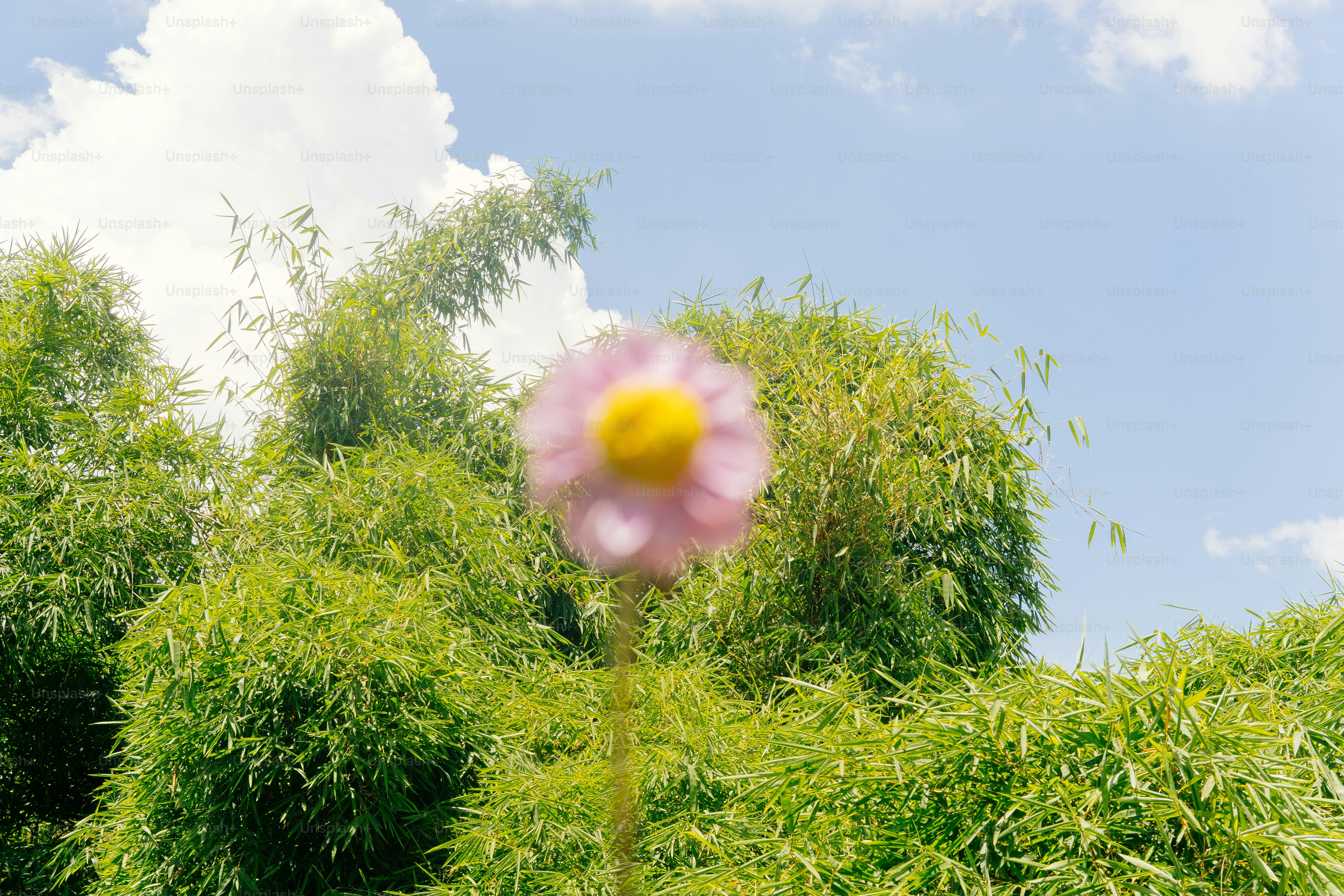 A single flower is in focus, against green trees. photo – Wallpaper ...
