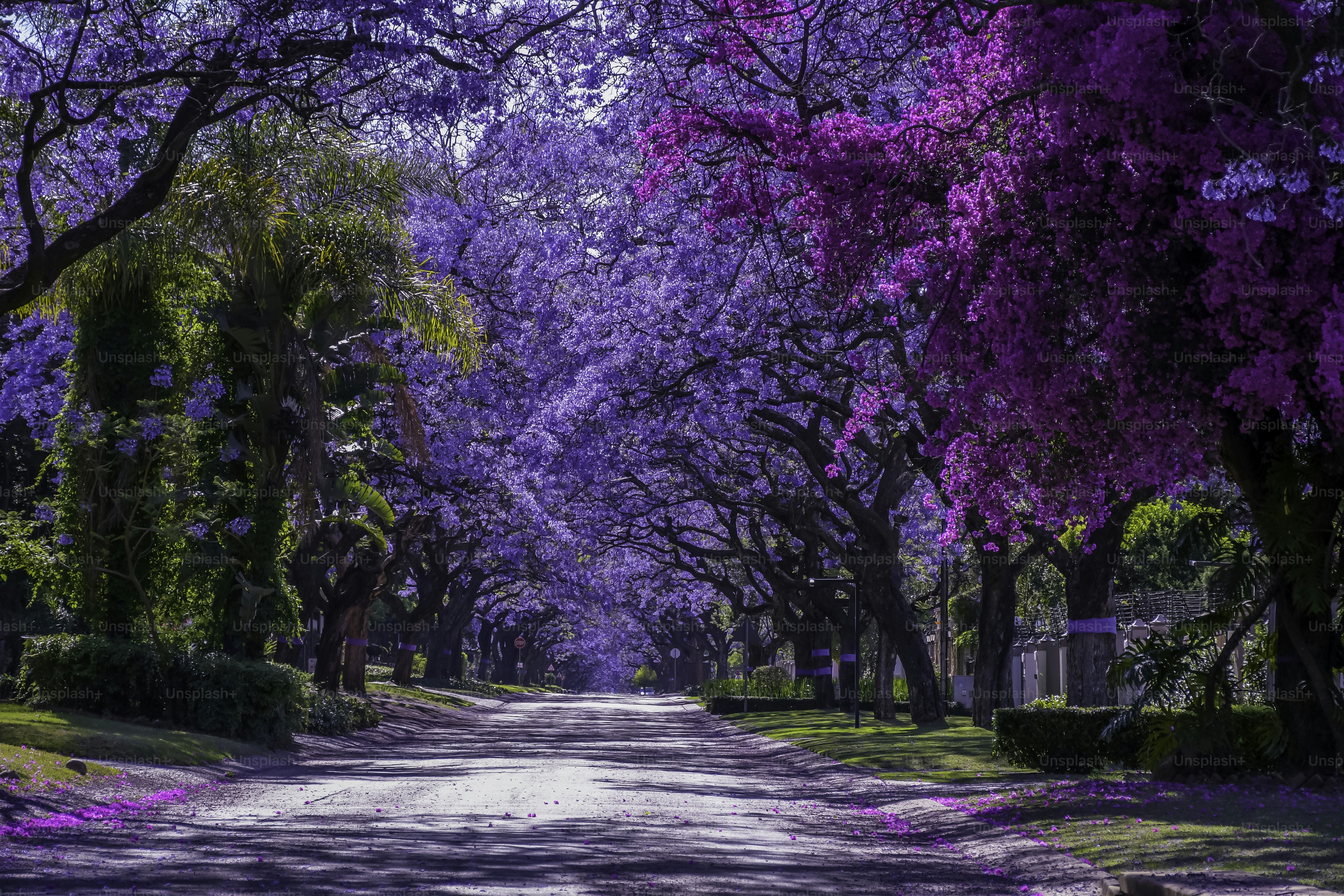 Jacaranda trees in full bloom lined in a pretoria street photo – Flower ...