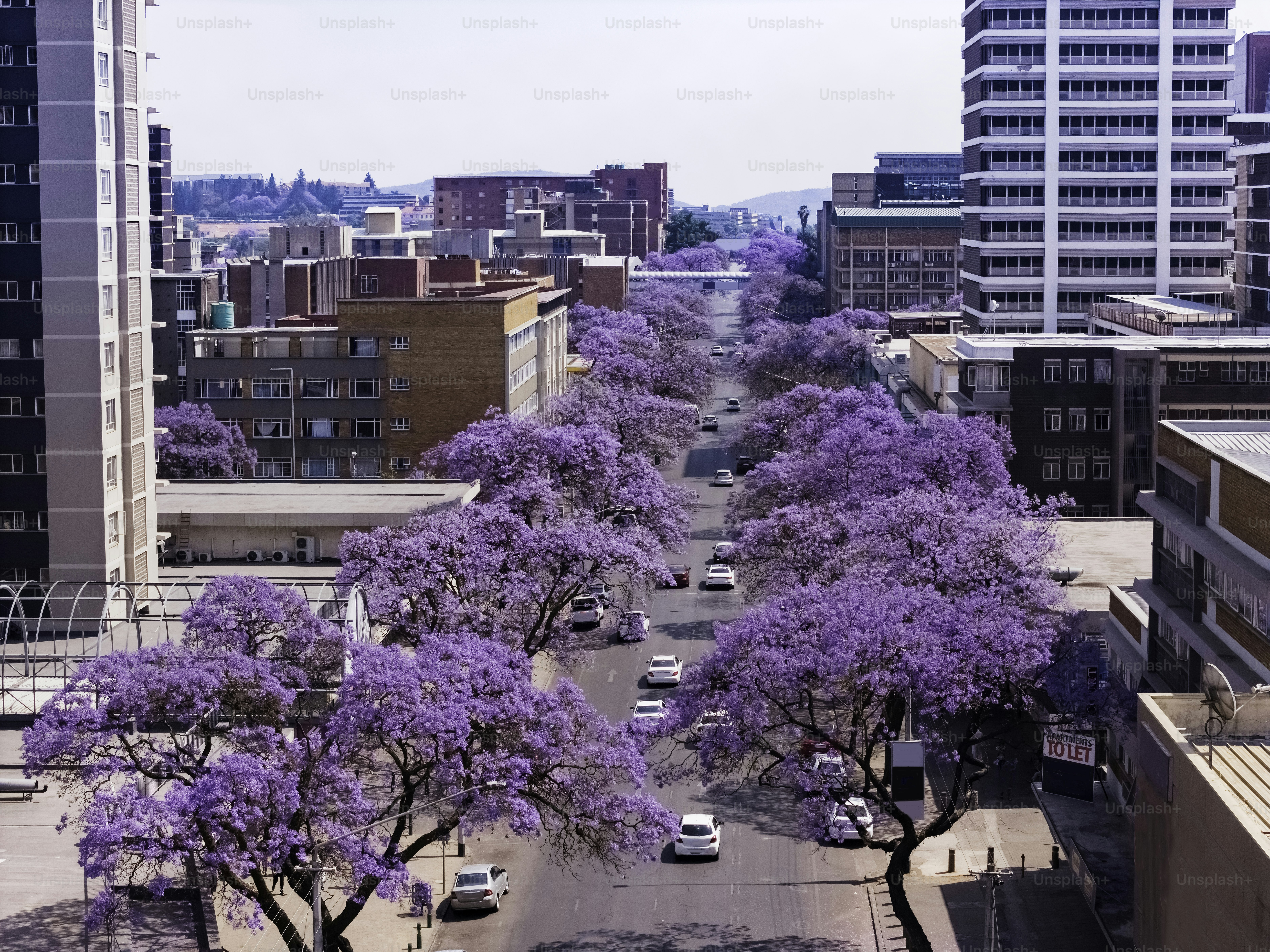 Pretoria / Tshwane City street view with the Jacaranda trees in bloom ...