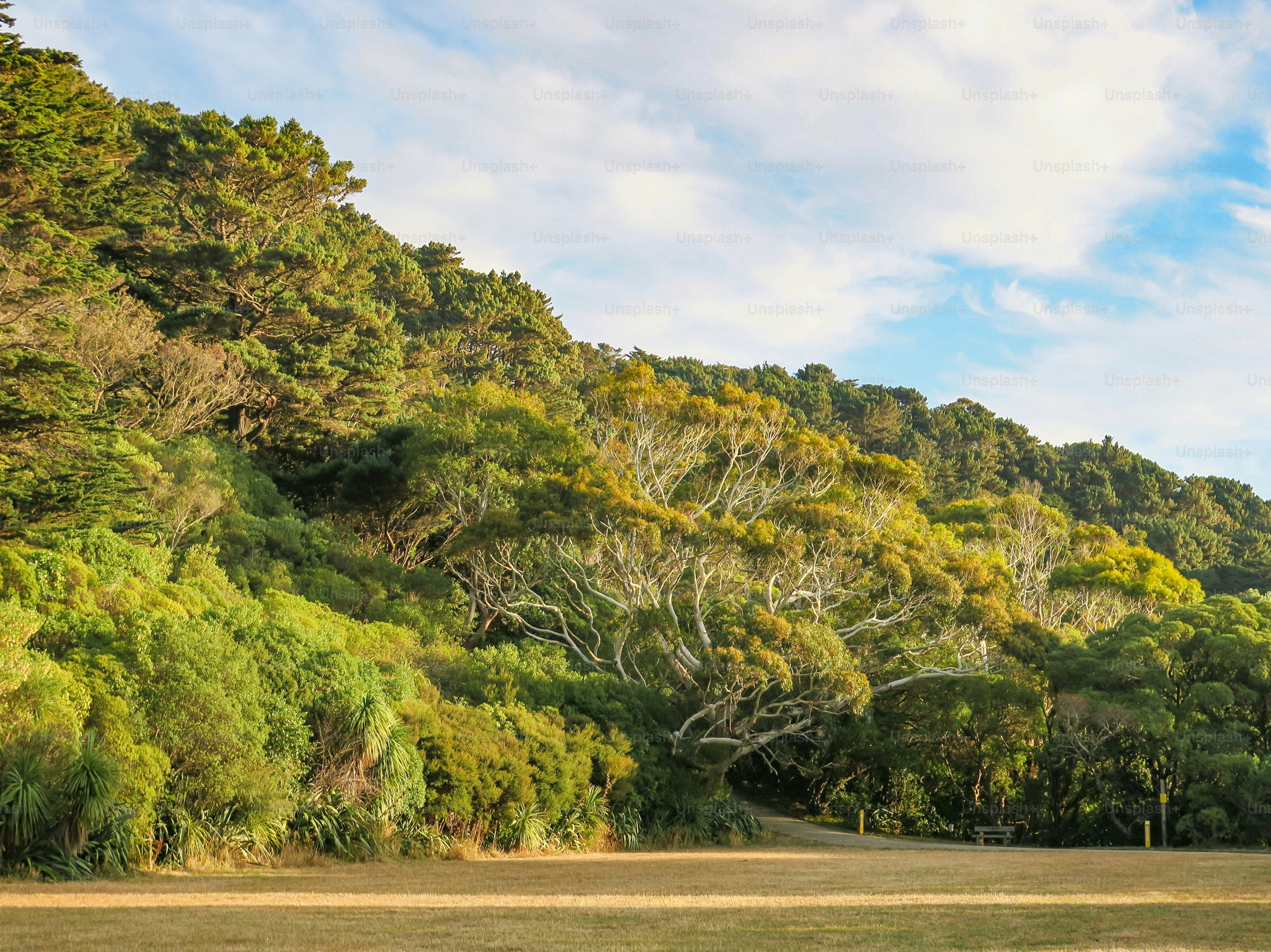 Wellington, Isla Norte, Nueva Zelanda. foto – Imagen de Bosque en Unsplash