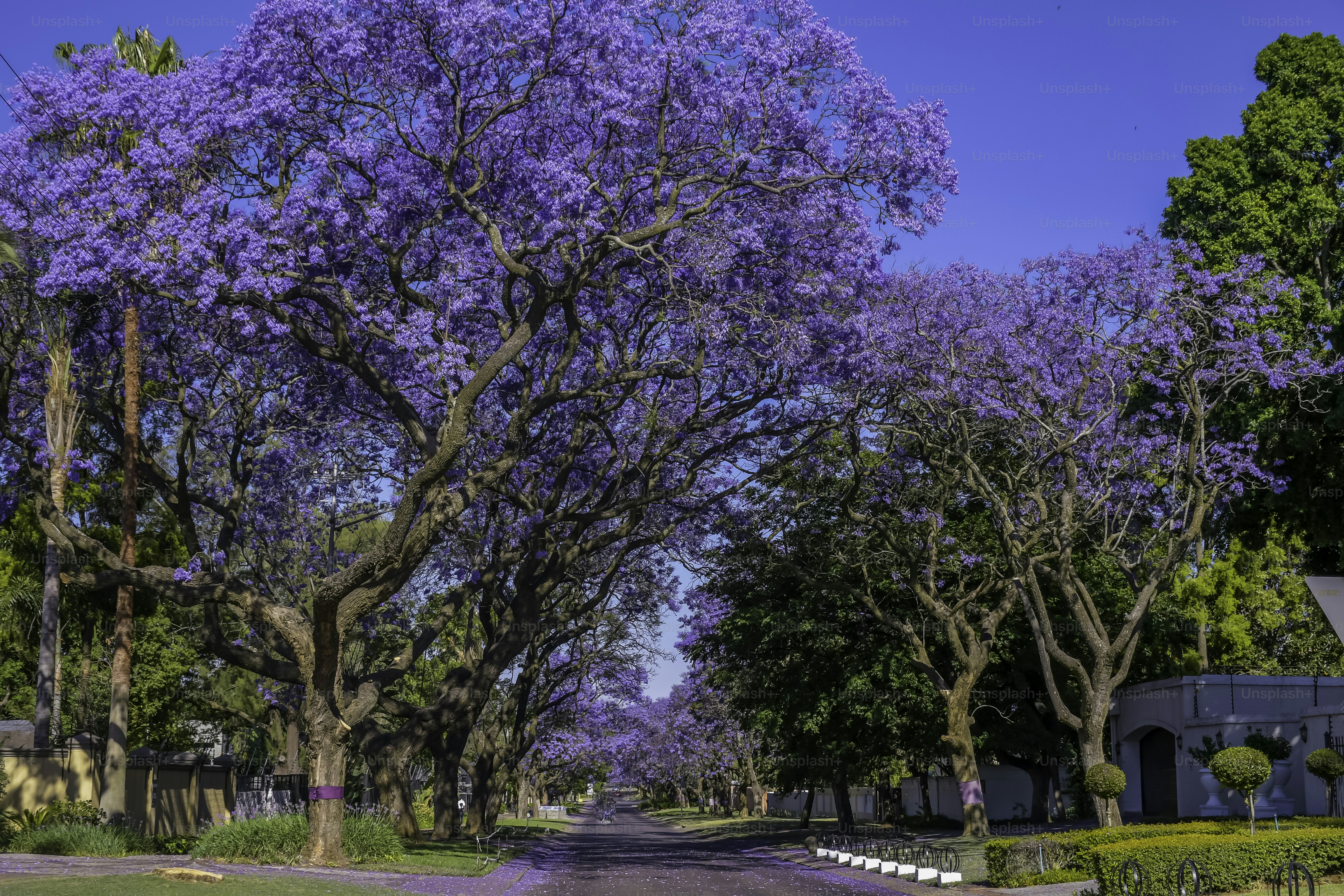 Jacaranda trees in full bloom lined in a pretoria street photo – Flower ...