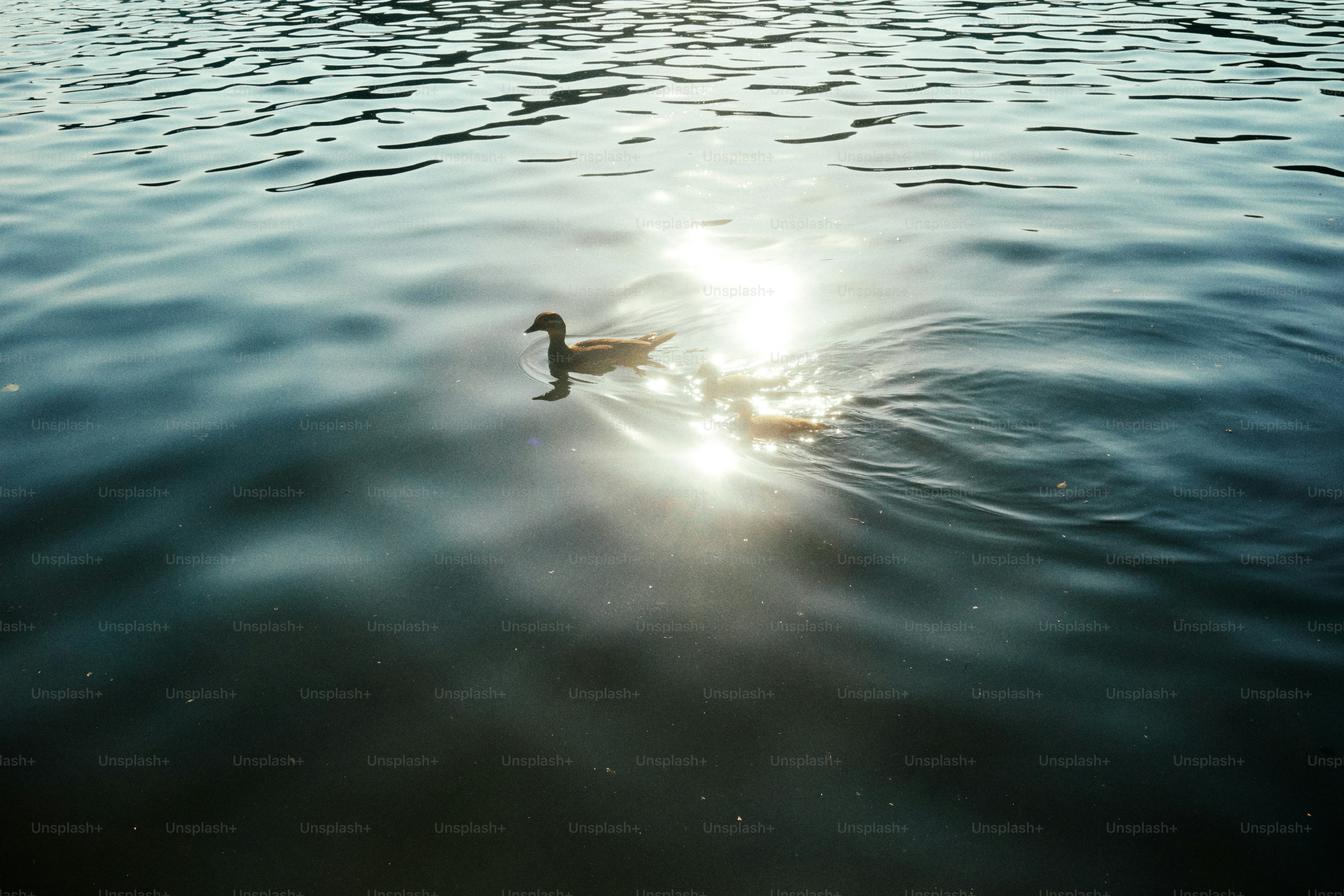 Un pato nada en el agua con el resplandor del sol. foto – Imagen de ...