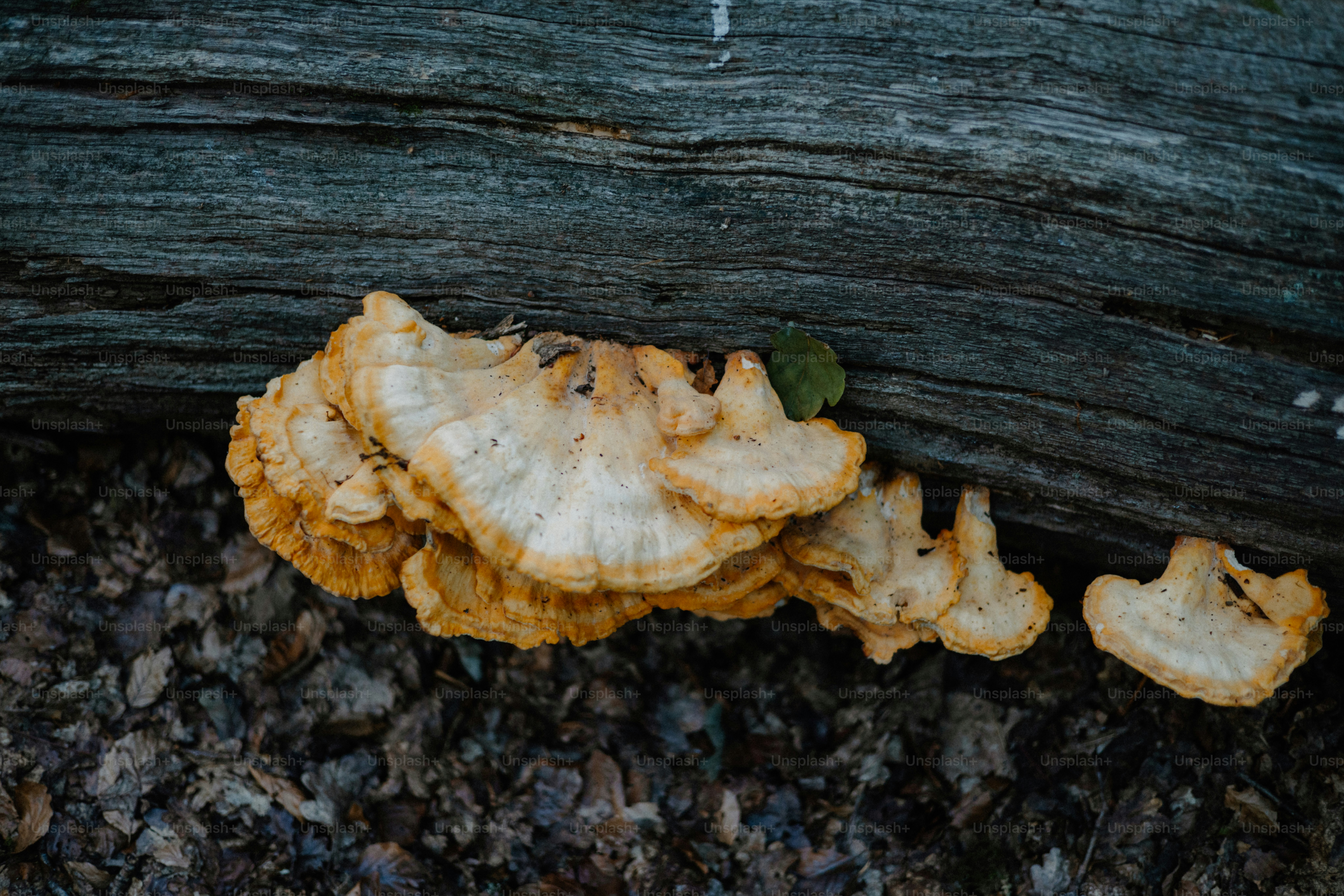 Mushrooms grow on a fallen log in the forest. photo – Forest Image on ...