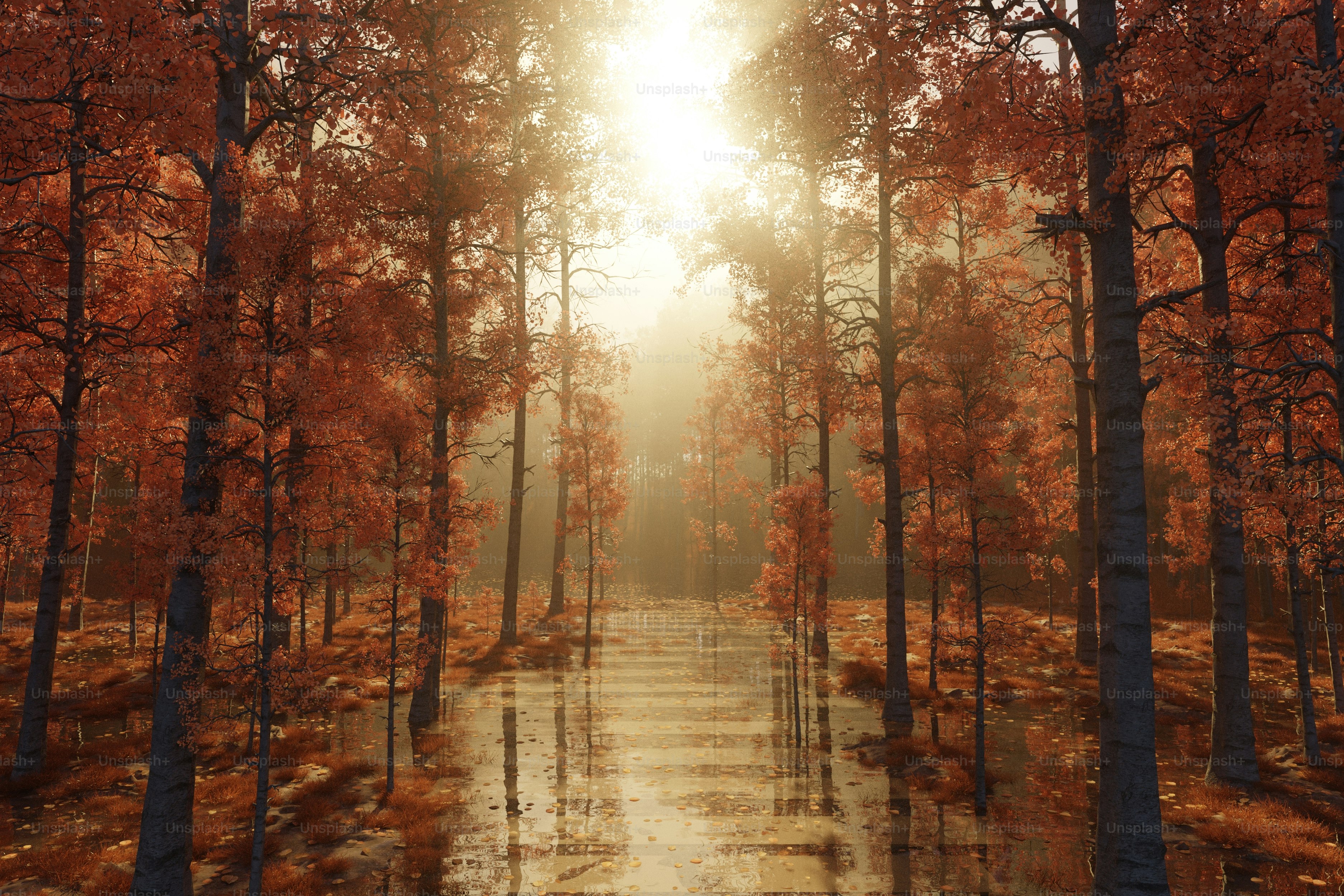 Sunlight streams through autumn trees along a reflective path. photo ...