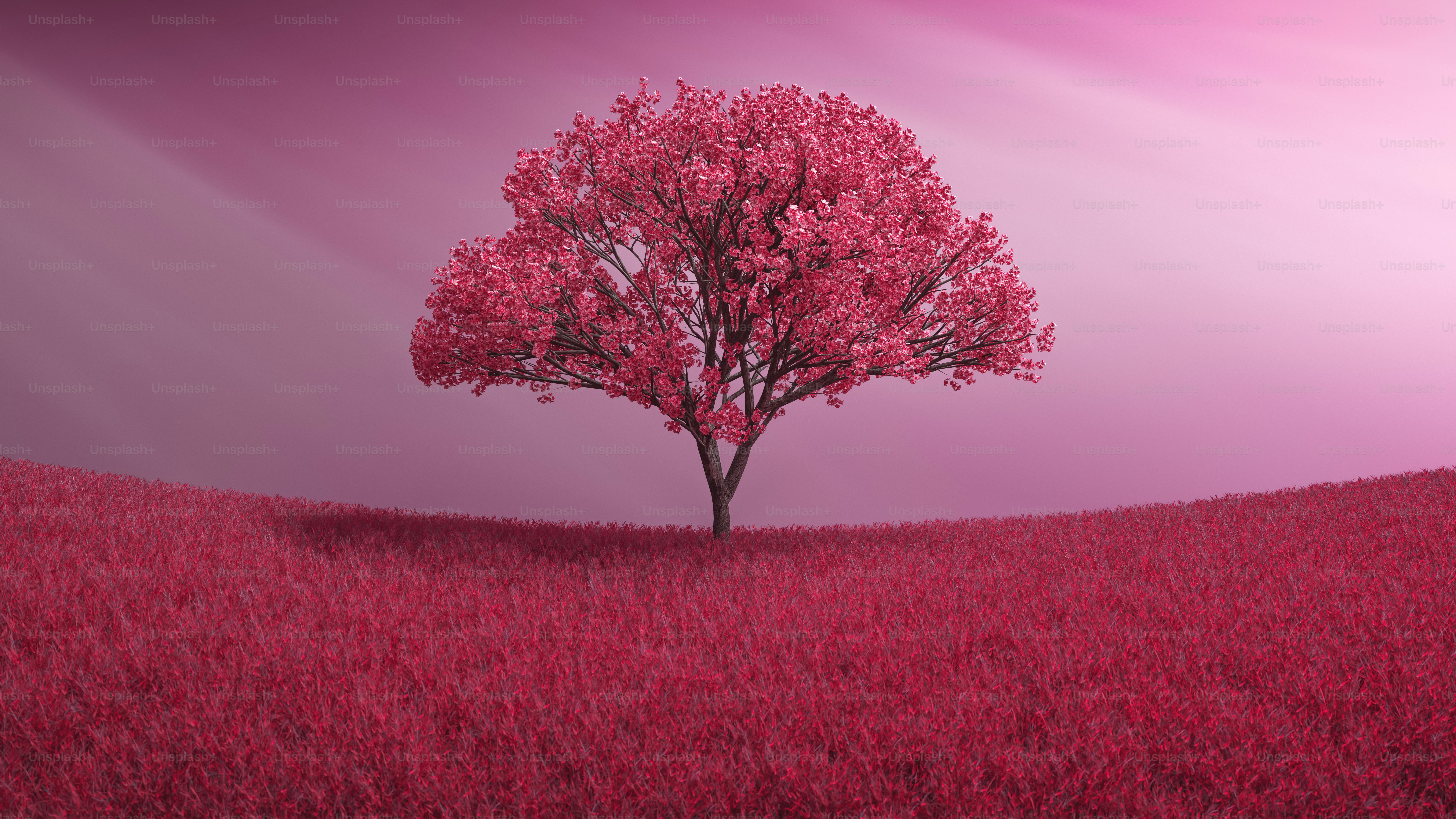 A solitary tree with pink blossoms in a field photo – Autumn Image on ...
