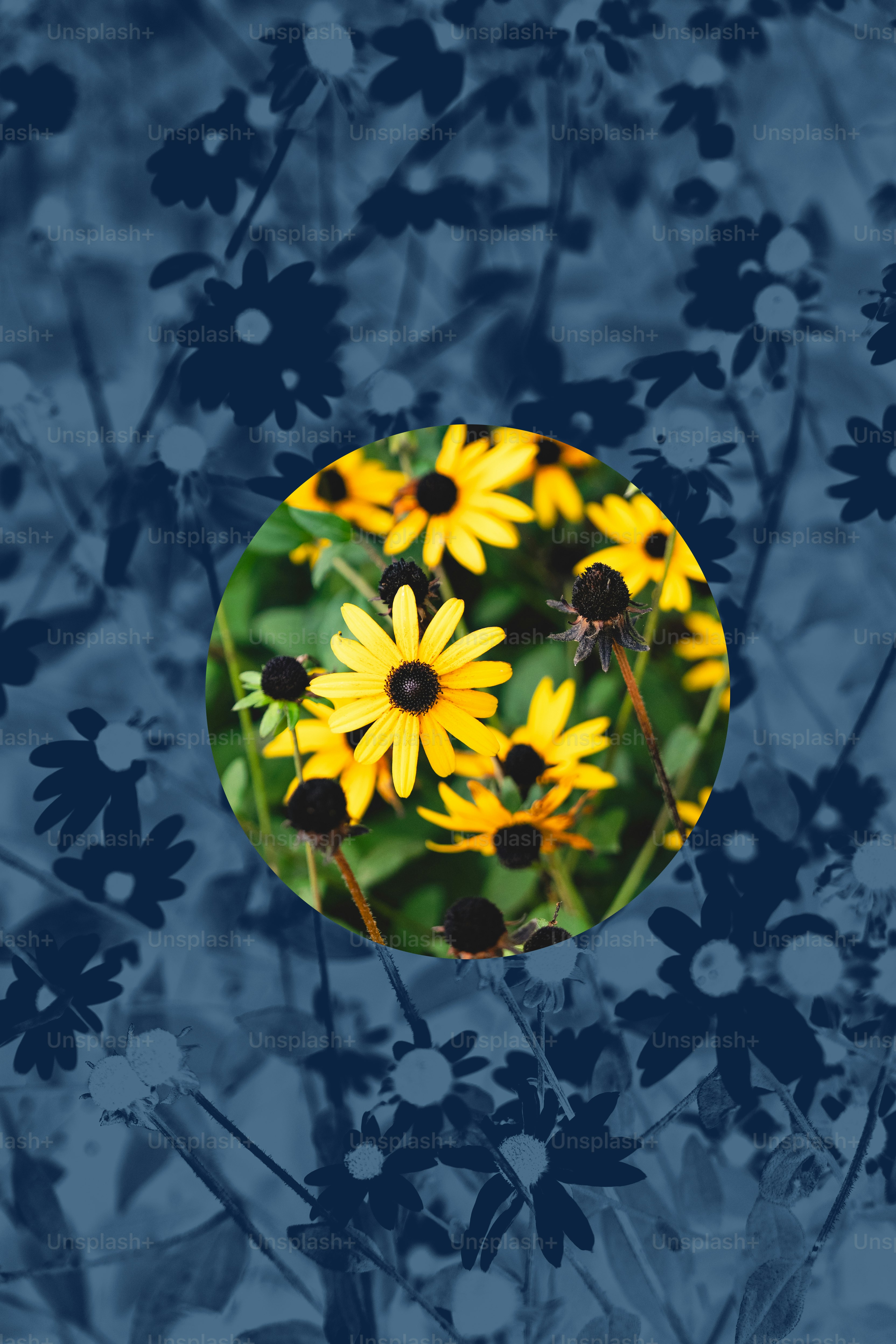 Yellow flowers in a glass orb on blue background photo – Wallpaper ...