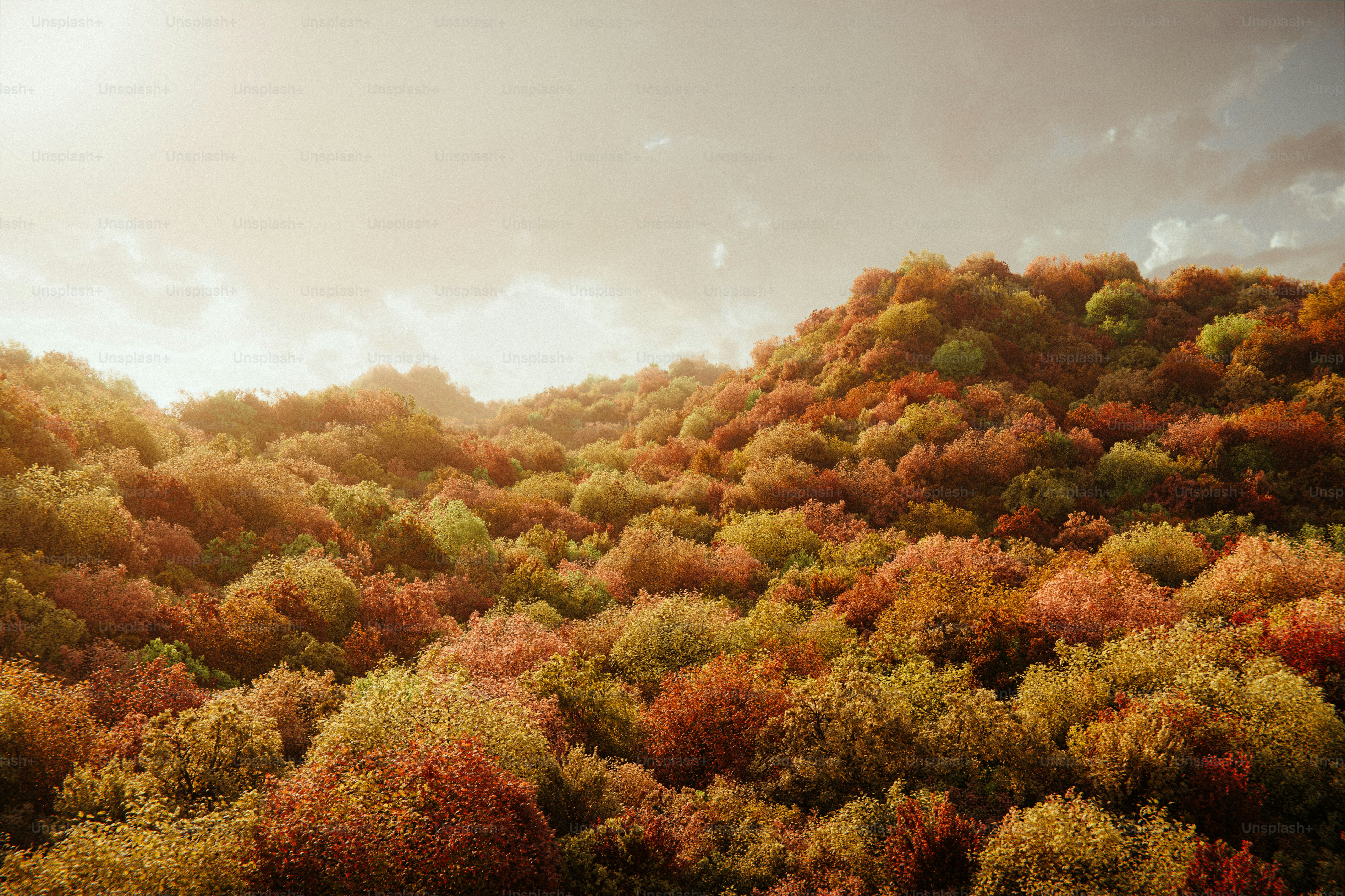 Forest Wallpaper Tumblr