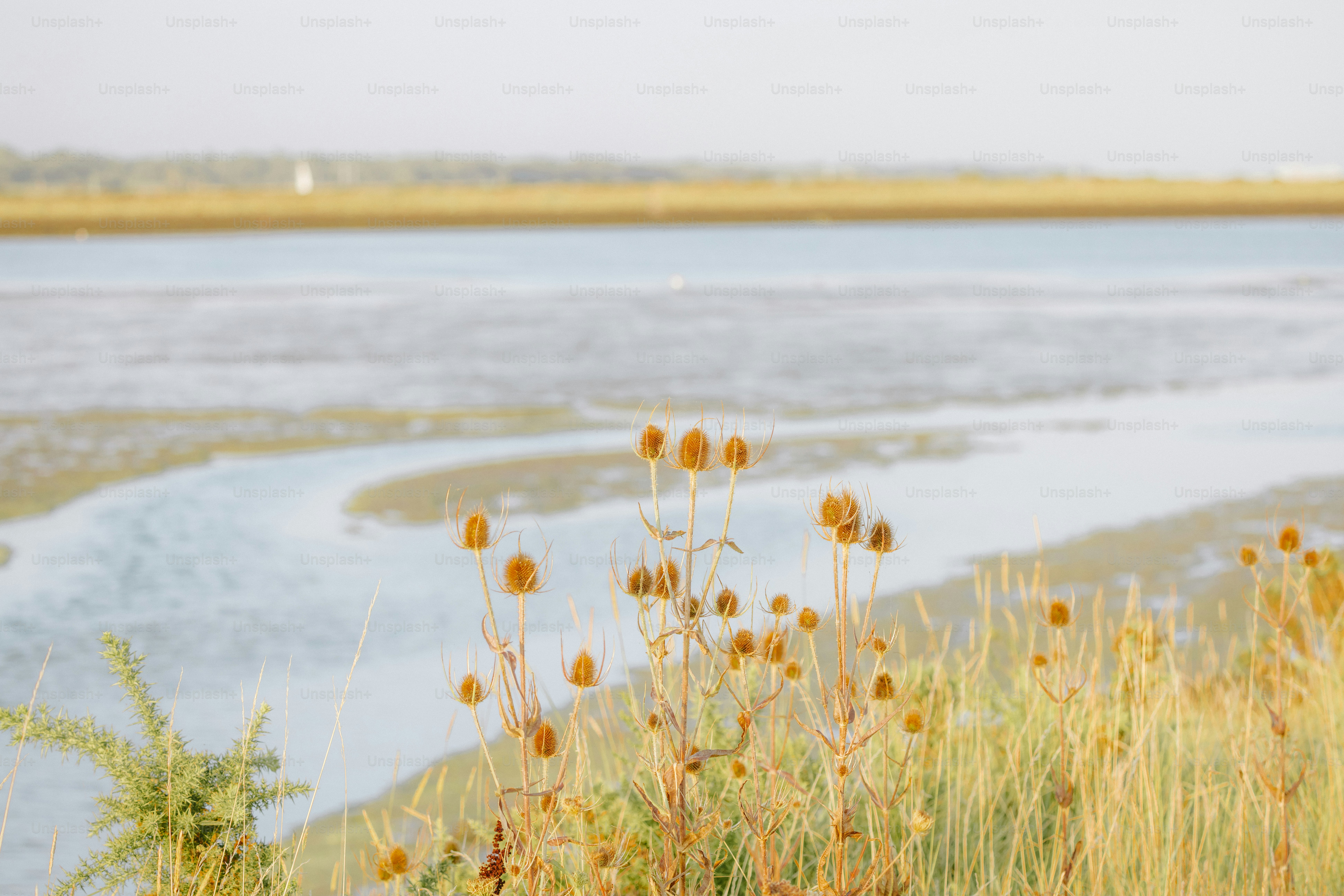 Flamingos wading in shallow water with reeds photo – Beach Image on ...