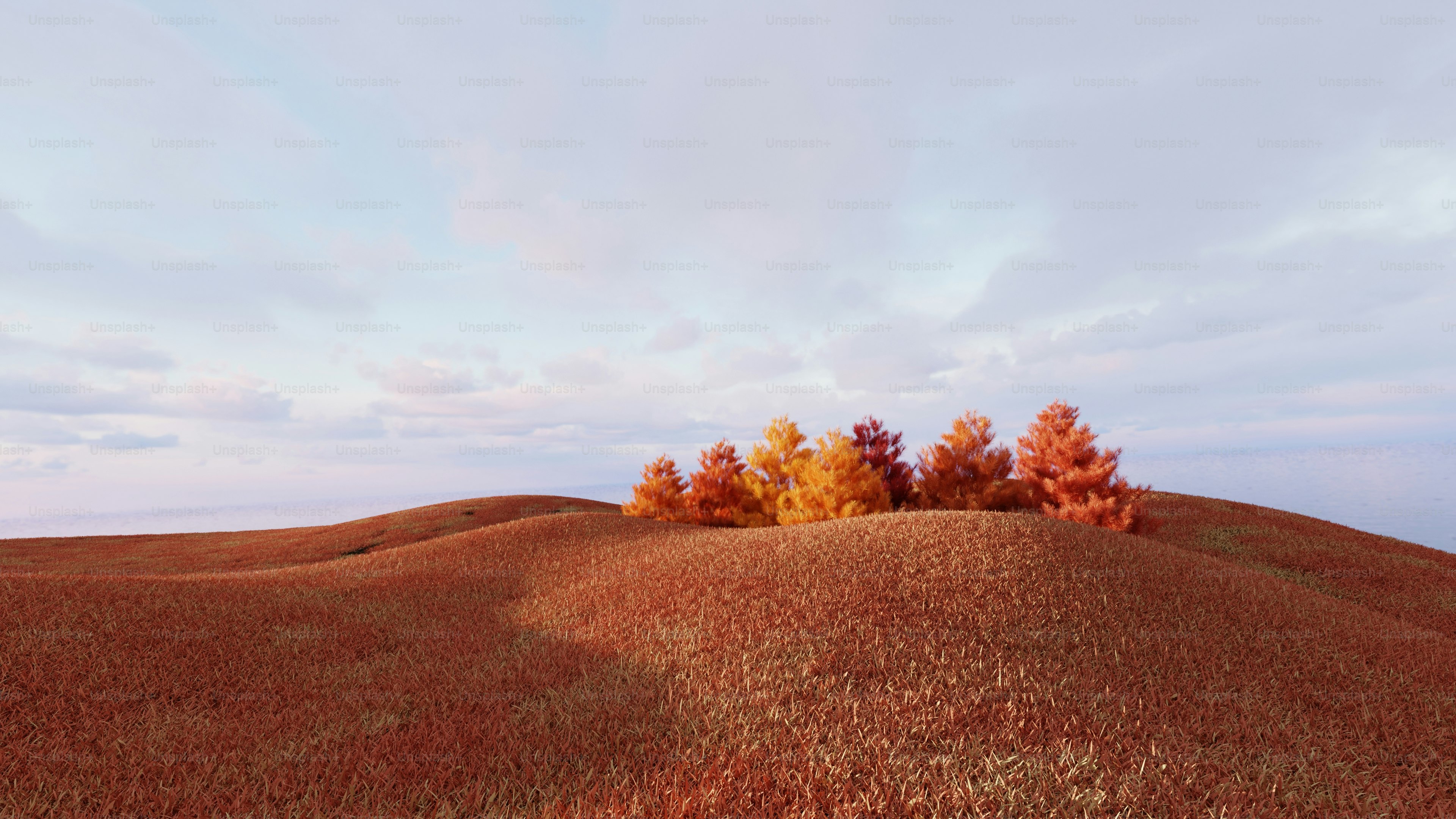 Autumn trees on a grassy hill at sunset photo – Outdoor Image on Unsplash