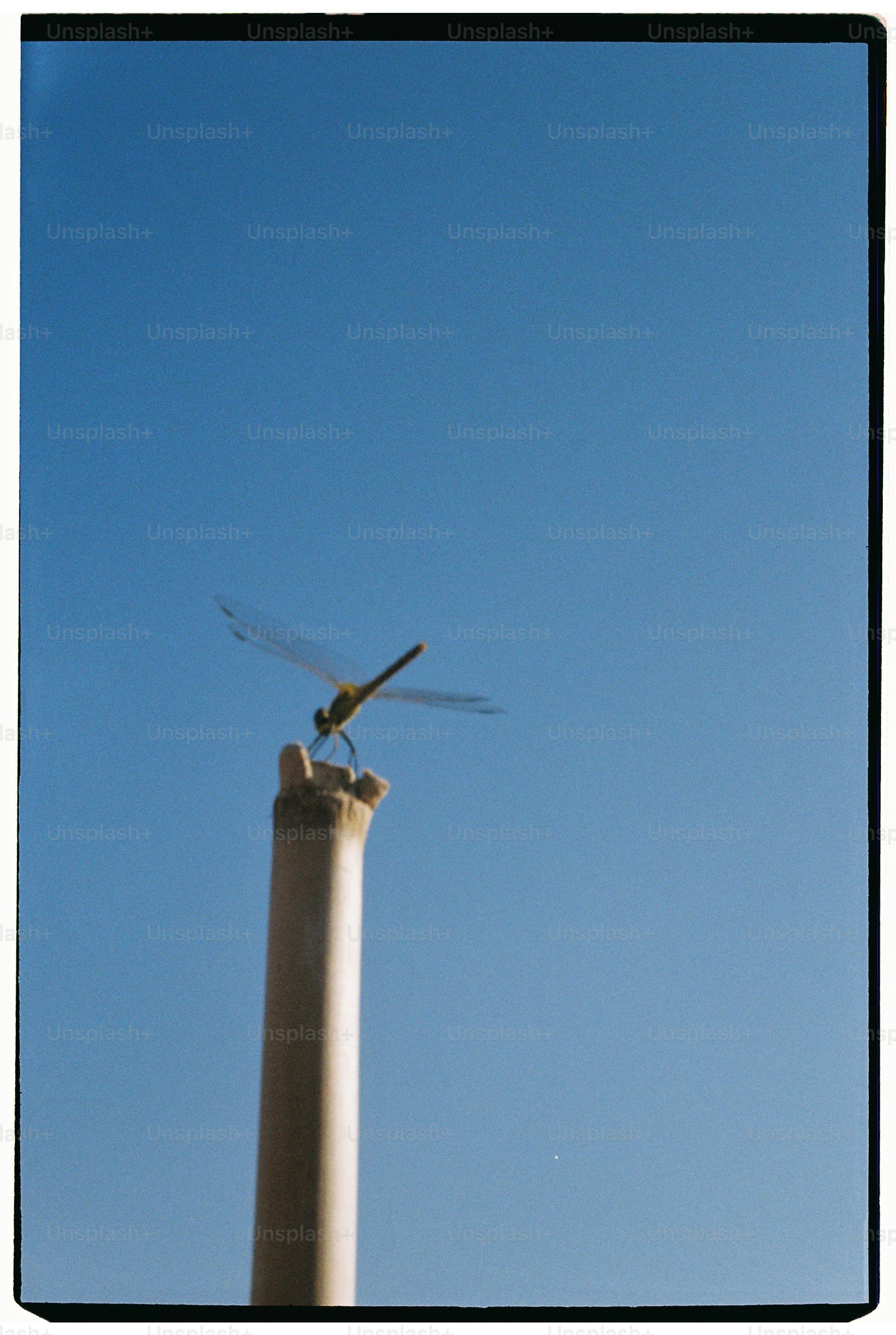 Dragonfly perched on a column against blue sky photo – Blue Image on ...