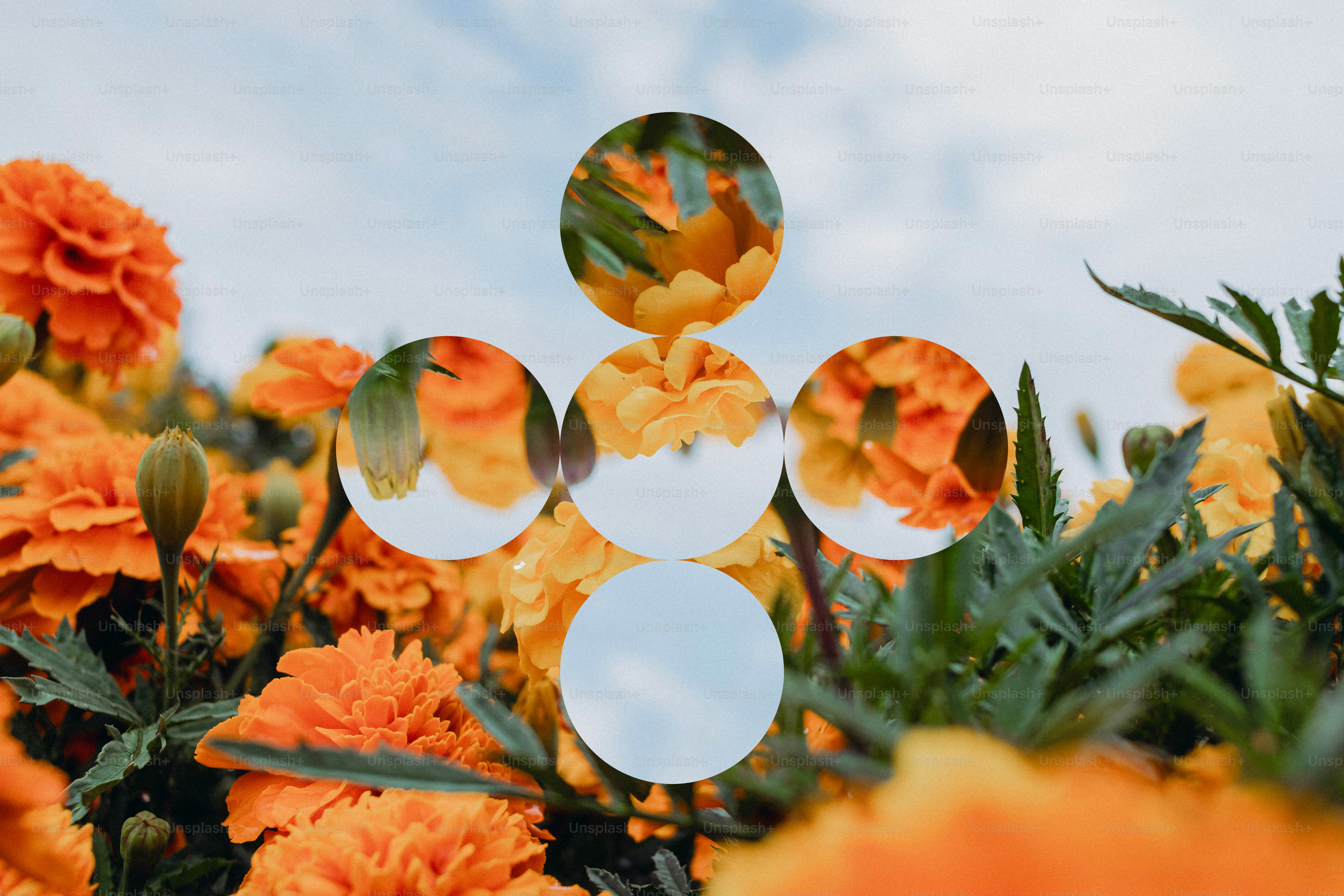 Orange flowers with a cross of circular reflections. photo – Wallpaper ...