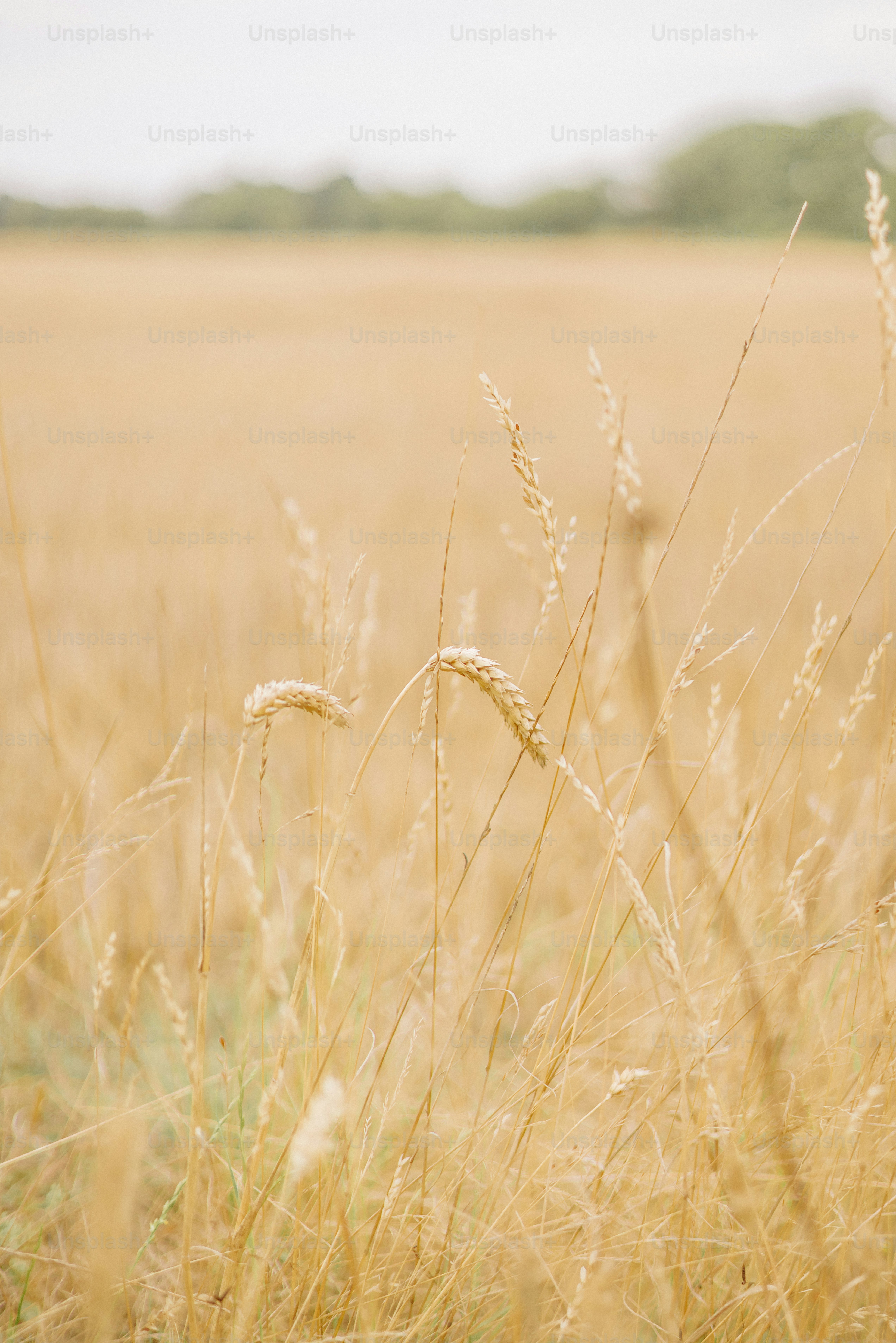 Goldenes Feld mit hohem Gras und Halmen Foto – Bild zum Thema ...