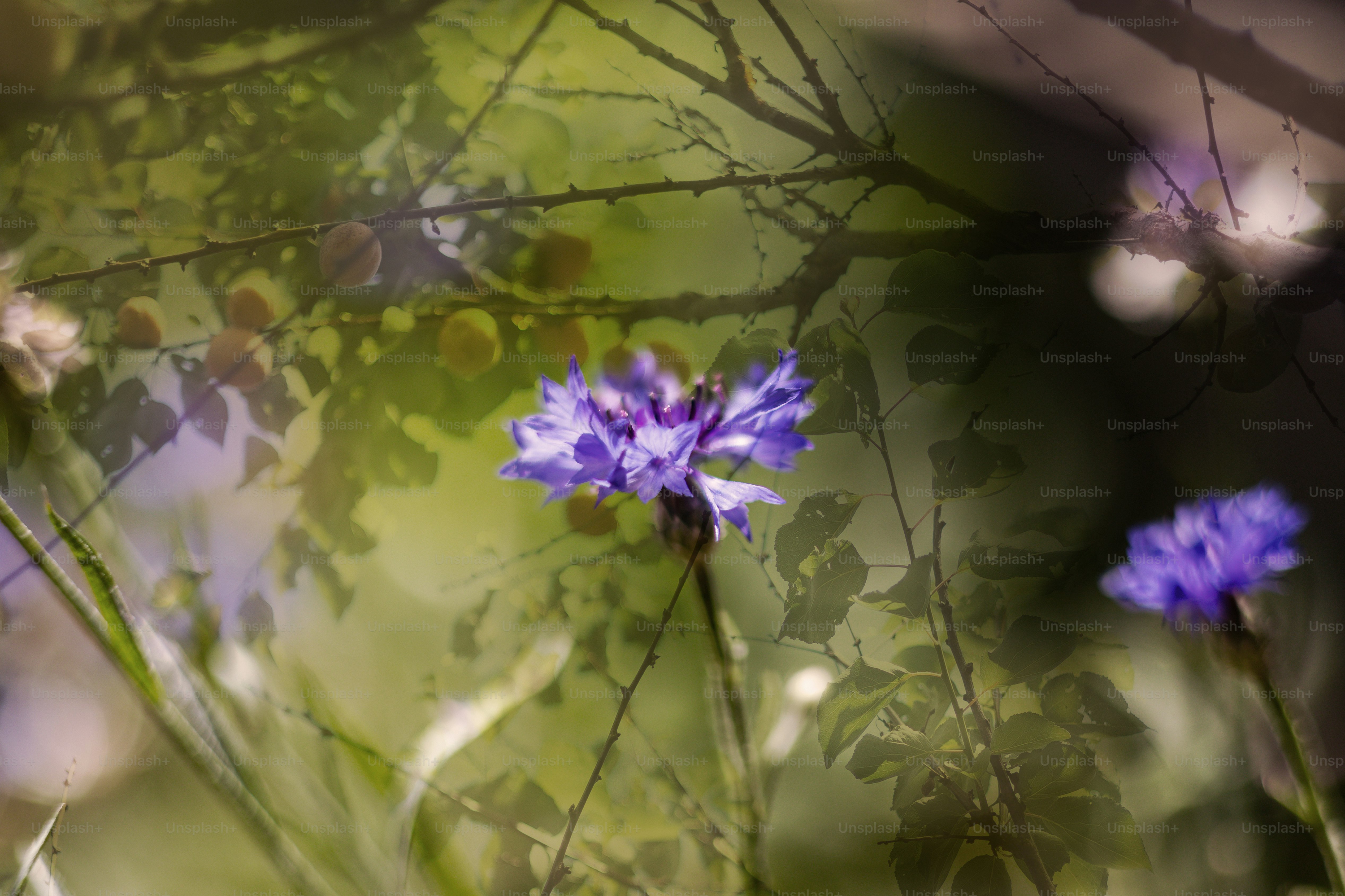 Purple cornflowers bloom amidst leafy branches photo – Wallpaper Image ...