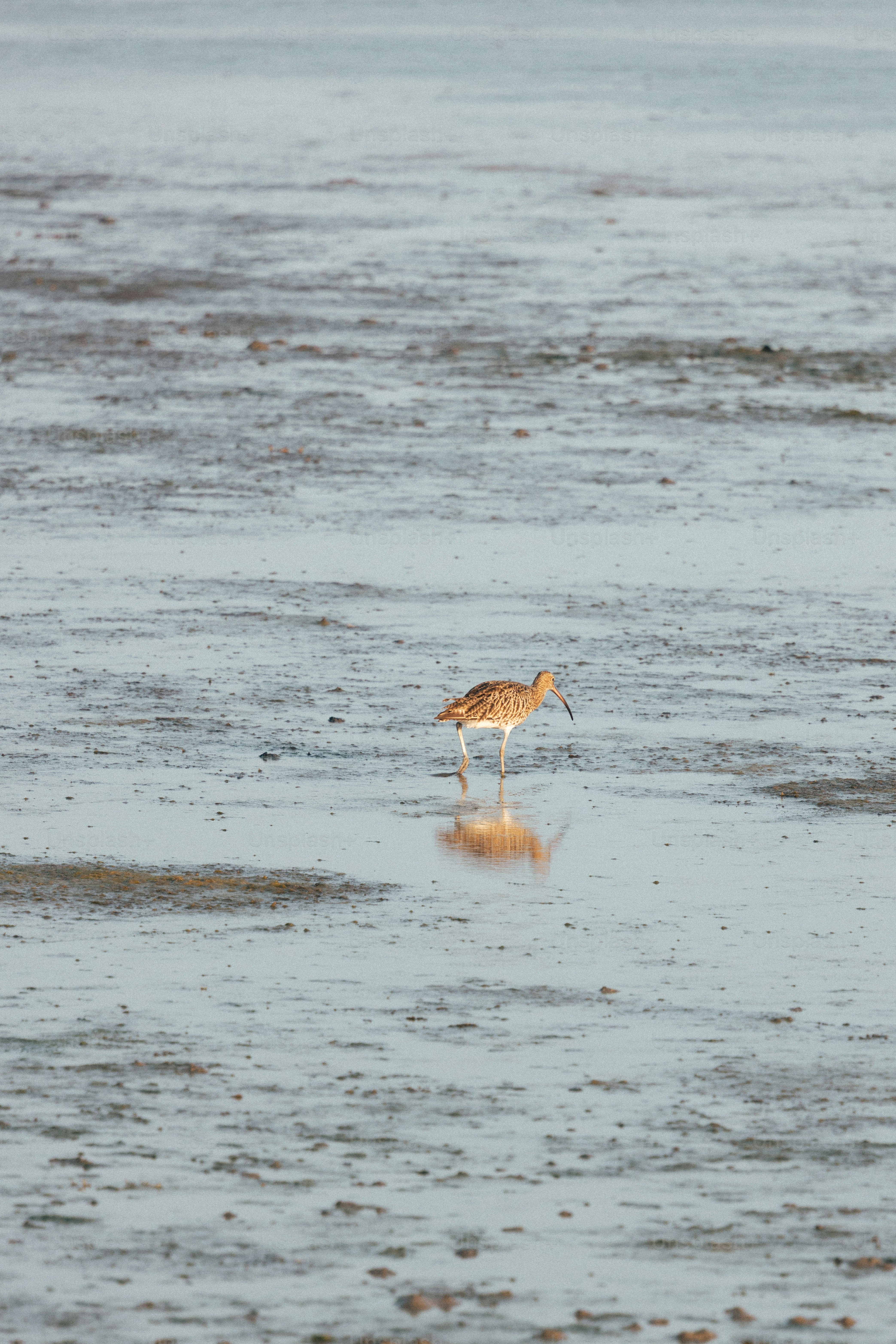 A bird with a long beak probes muddy shore photo – Animal Image on Unsplash