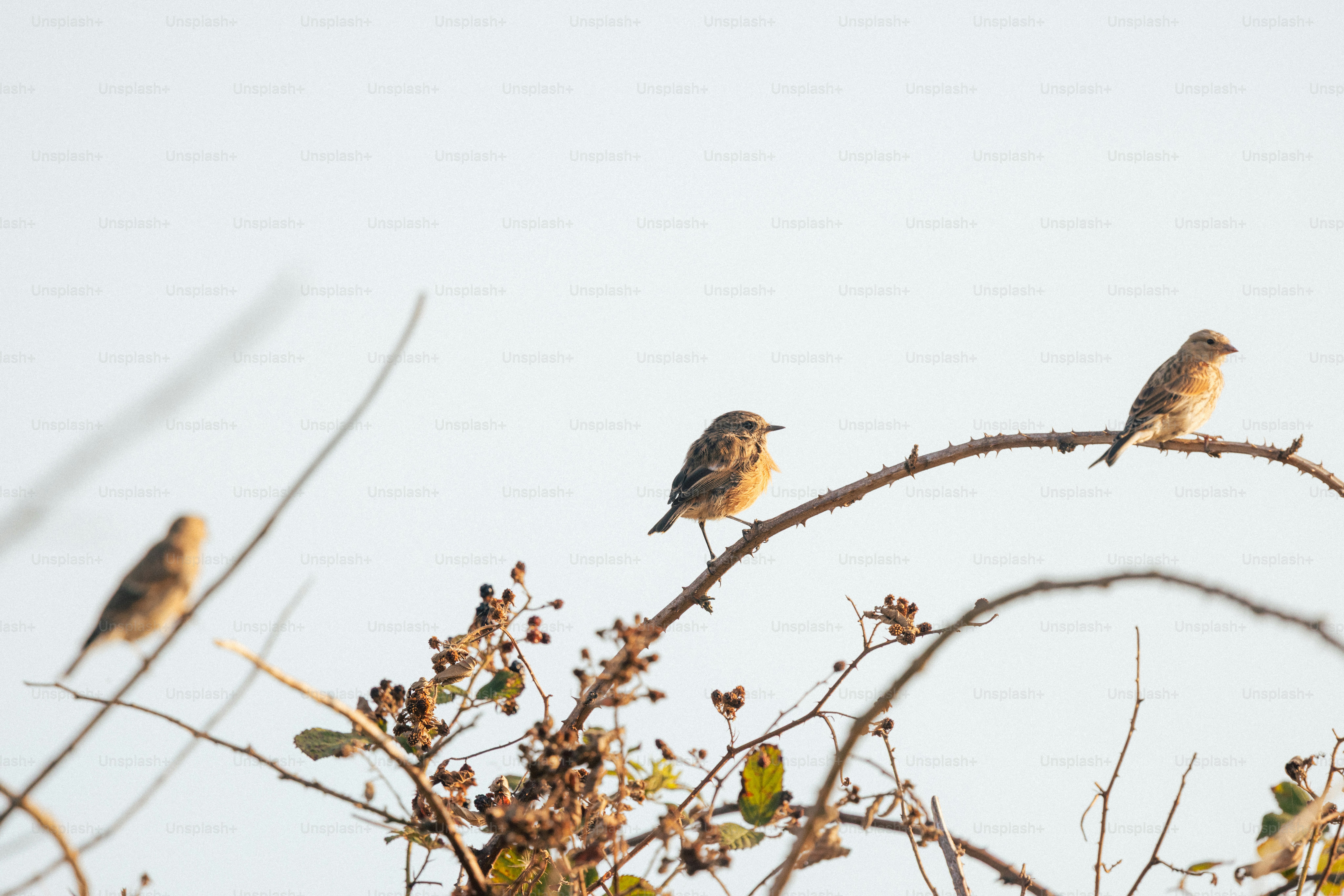 Three small birds perched on a thin branch. photo – Bird Image on Unsplash