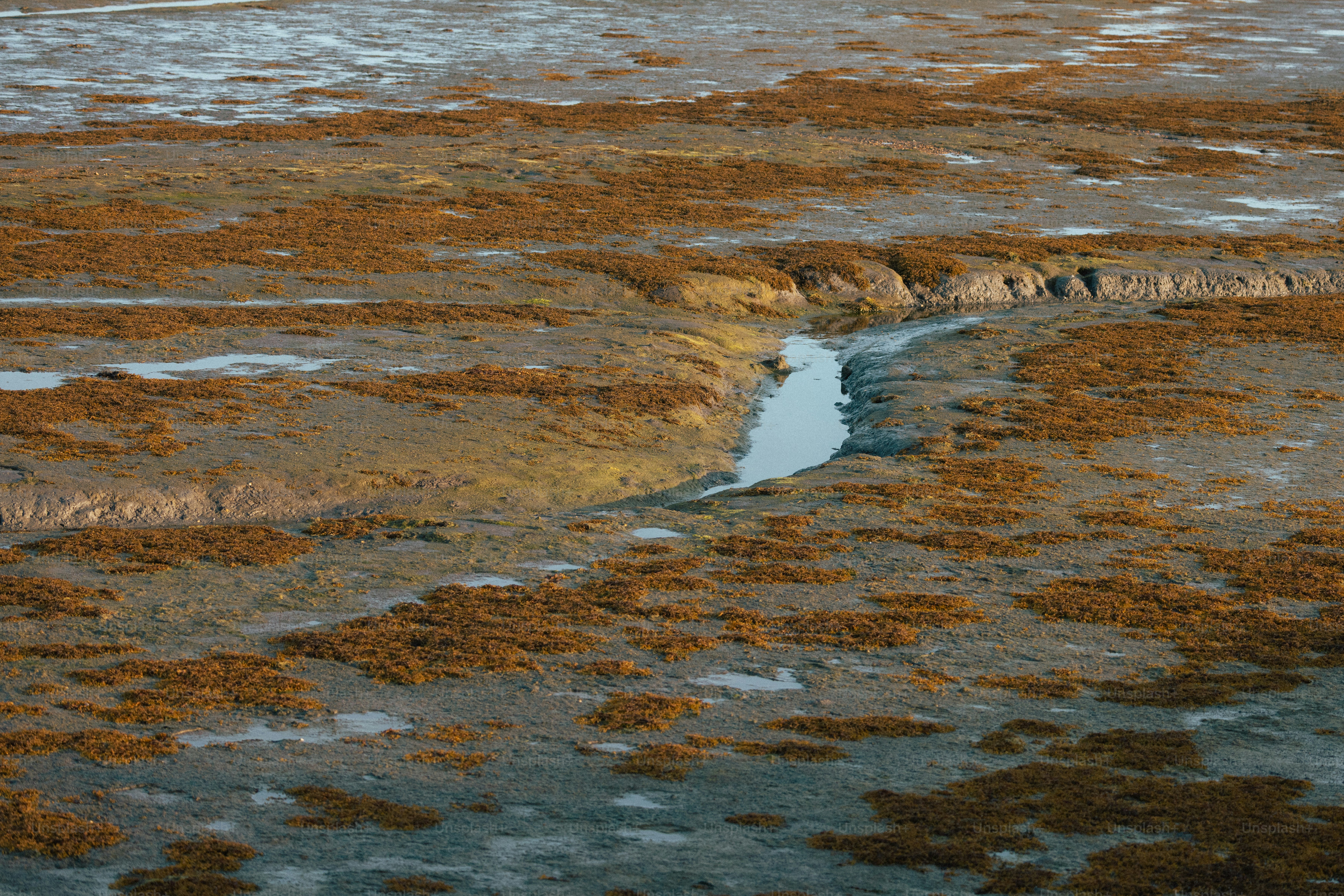 A winding stream flows through a marshy landscape. photo – Outdoor ...