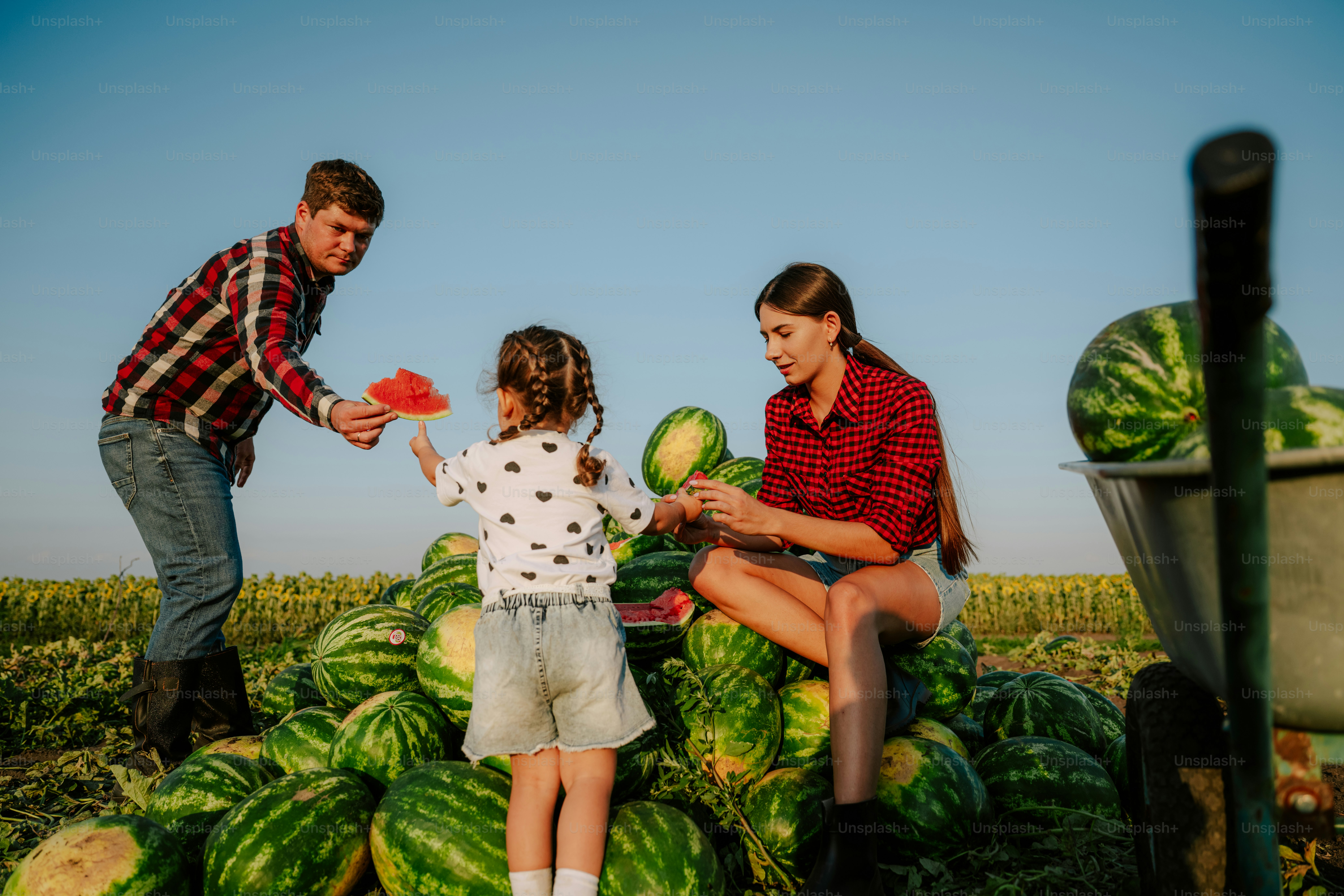 Family harvesting watermelons in a field photo – Watermelon Image on ...